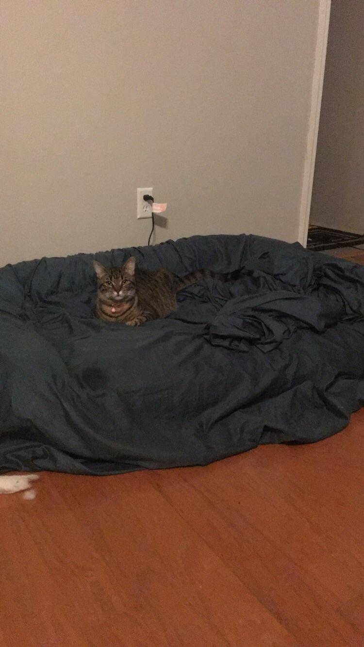 Shameless | Scrolller