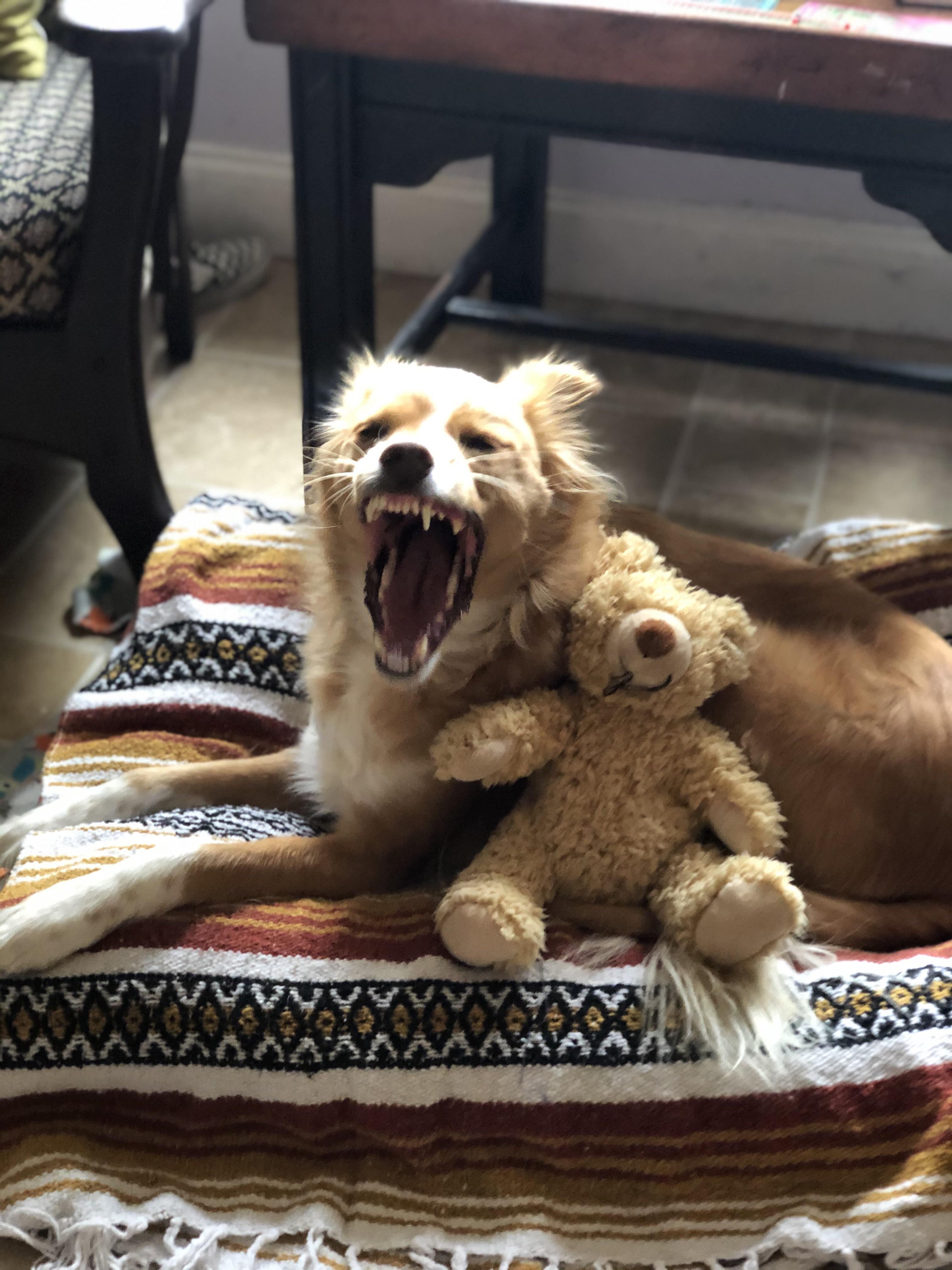 Shamrock the dog, mid yawn. | Scrolller