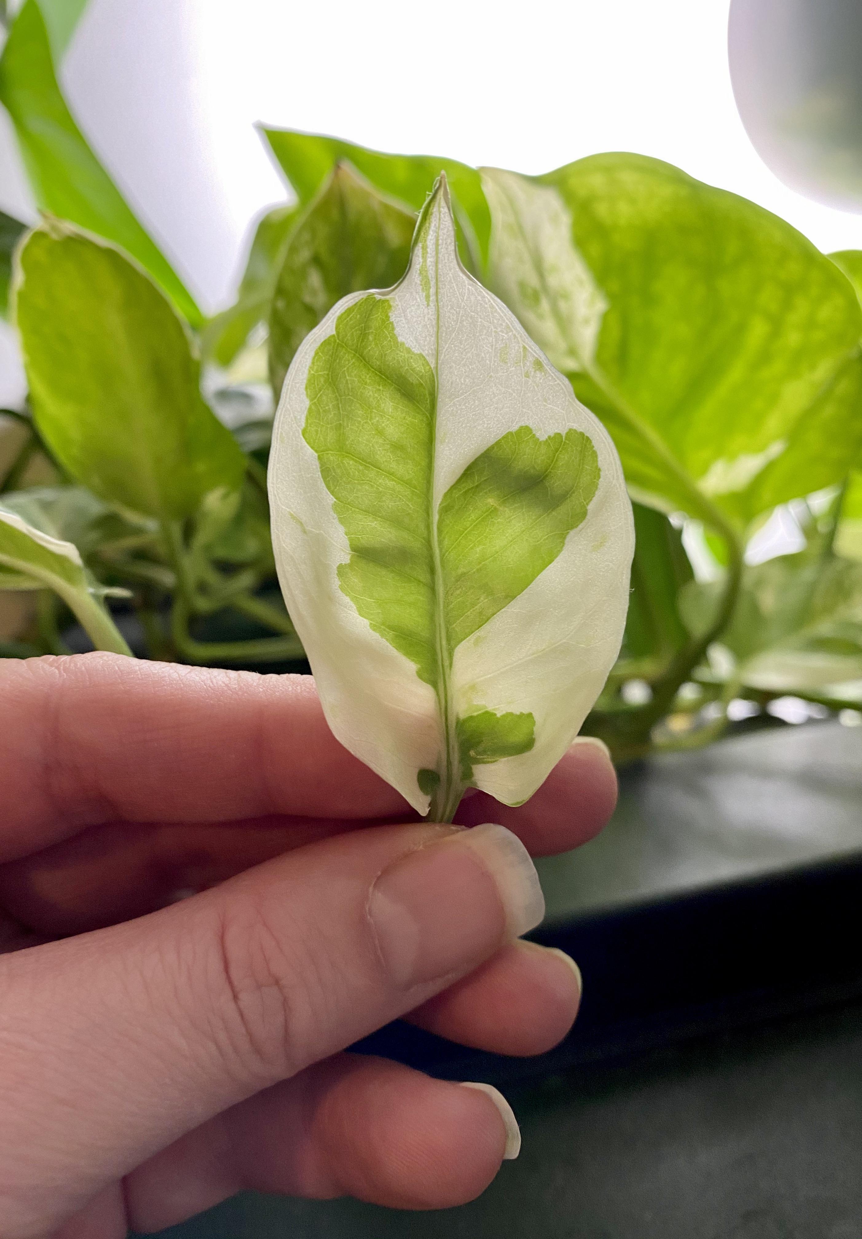 Share the Love! 💚 Newest P&J leaf tryin so hard to look like an N’Joy. | Scrolller