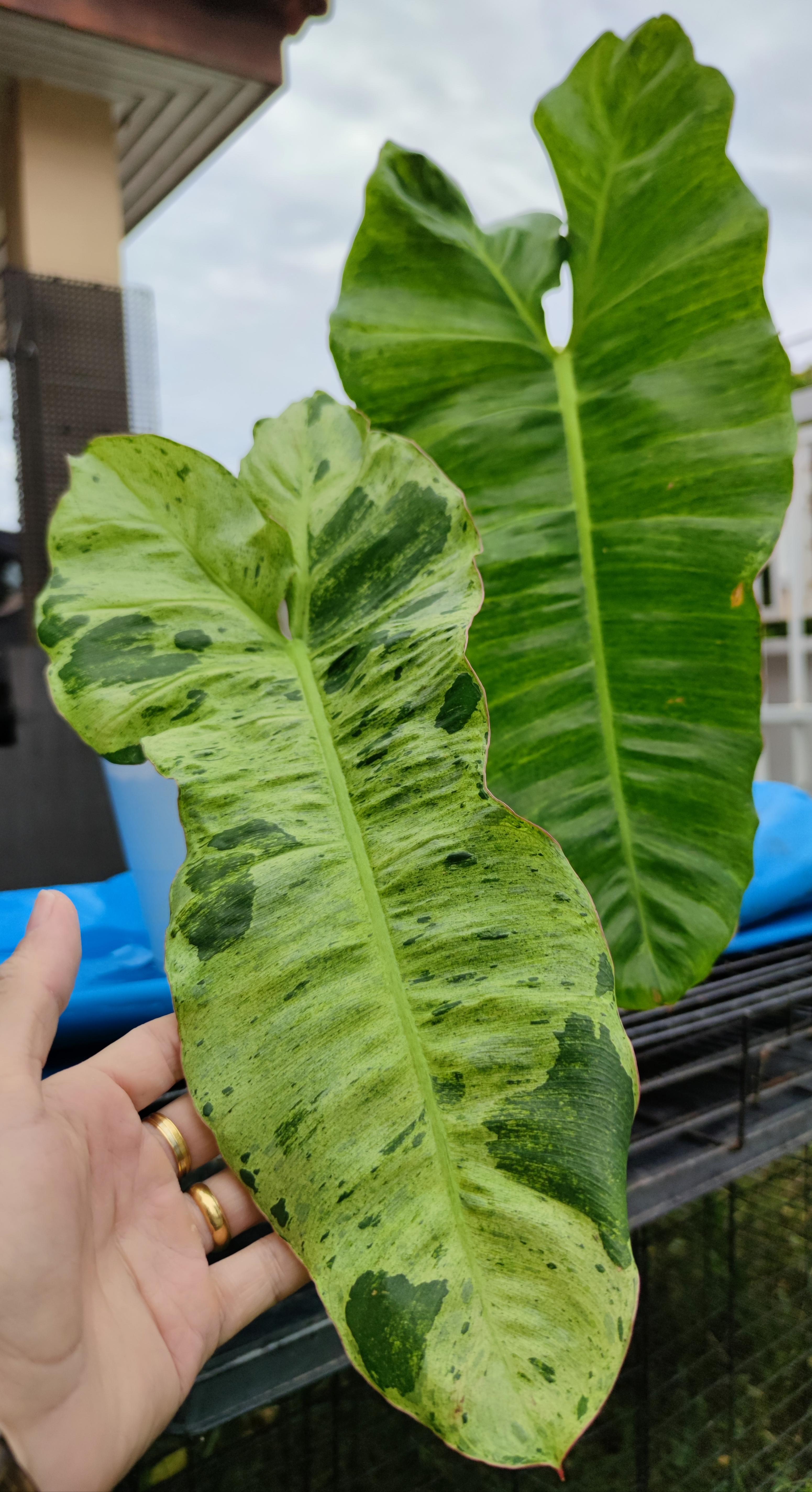 Sharing my Philodendron Paraiso Verde | Scrolller