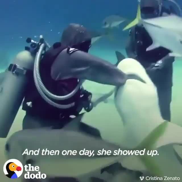 A diver who made it her life’s work to remove hooks caught in sharks’ mouths. | Scrolller