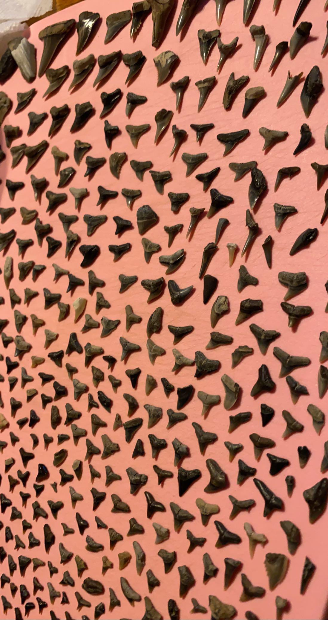 Shark teeth from NC | Scrolller