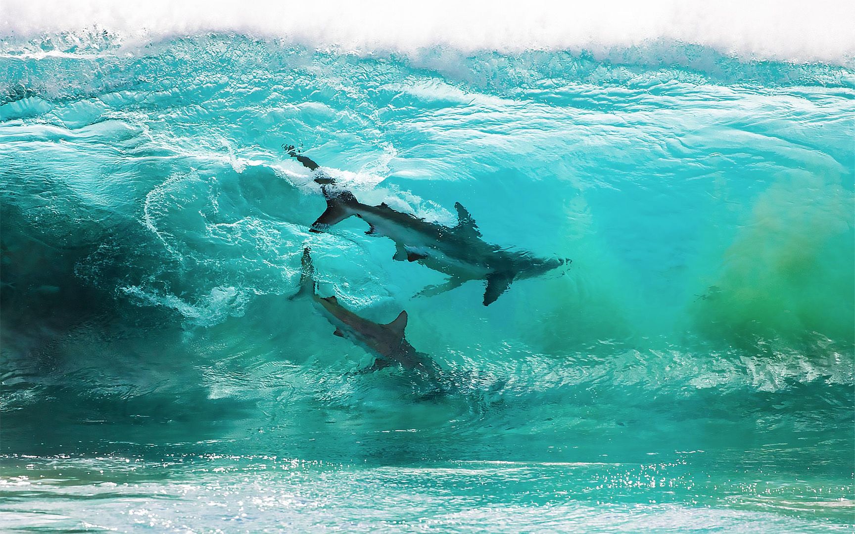 Sharks Inside a Wave [1920x1080] | Scrolller
