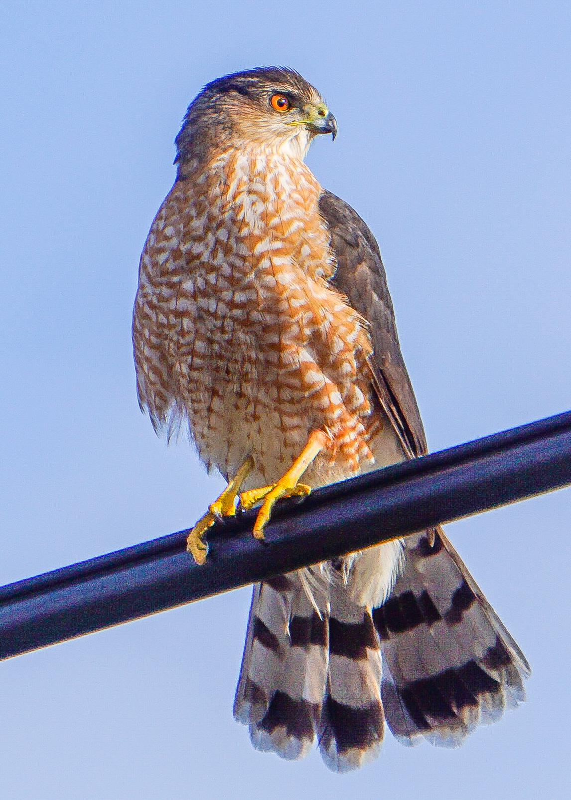 Sharp-shinned Hawk or Cooper's Hawk? Seen in VA Beach a few days ago. | Scrolller