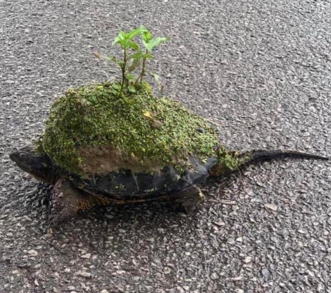 Mini Titan | Scrolller