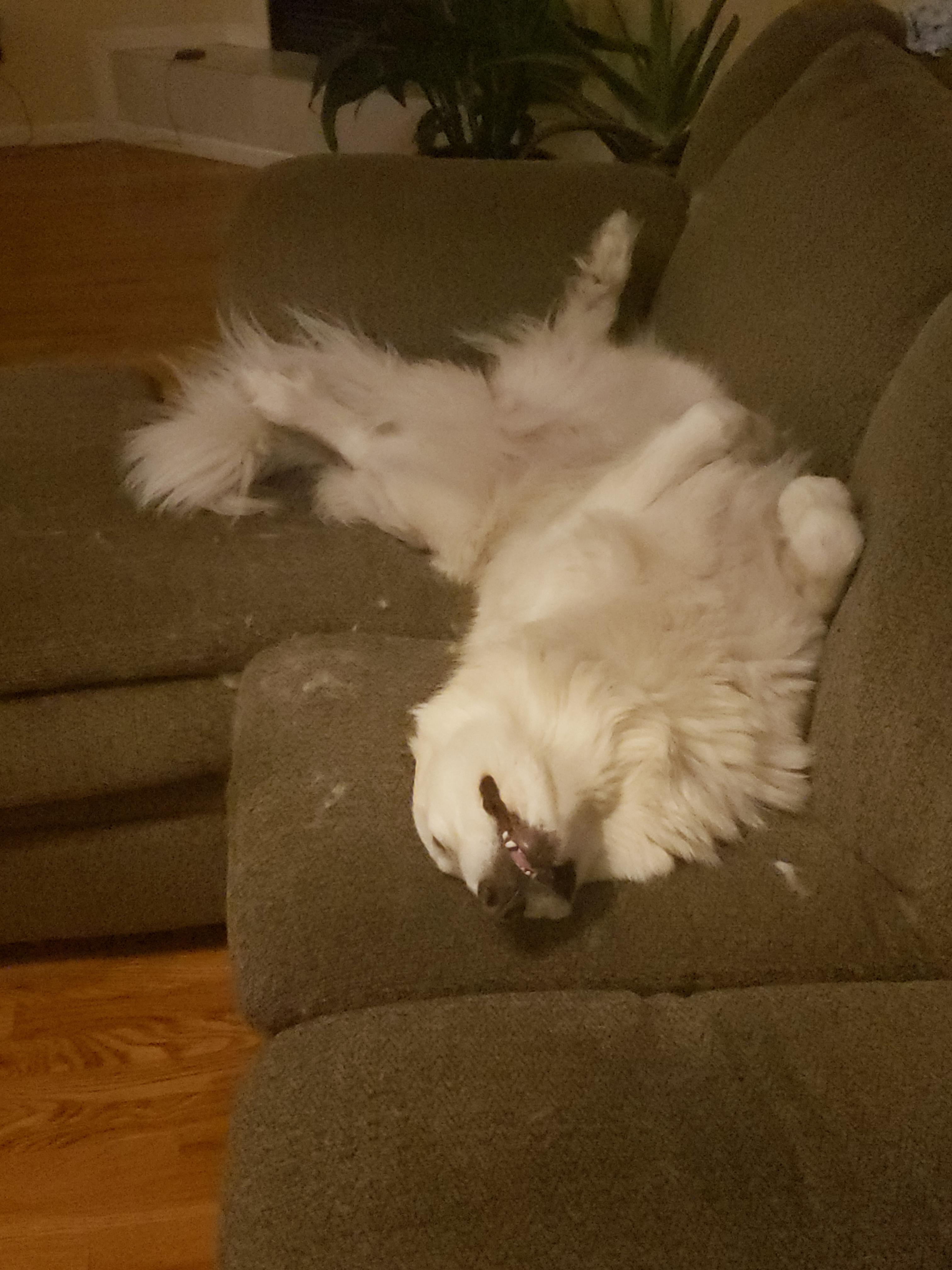 She clearly had a ruff day | Scrolller
