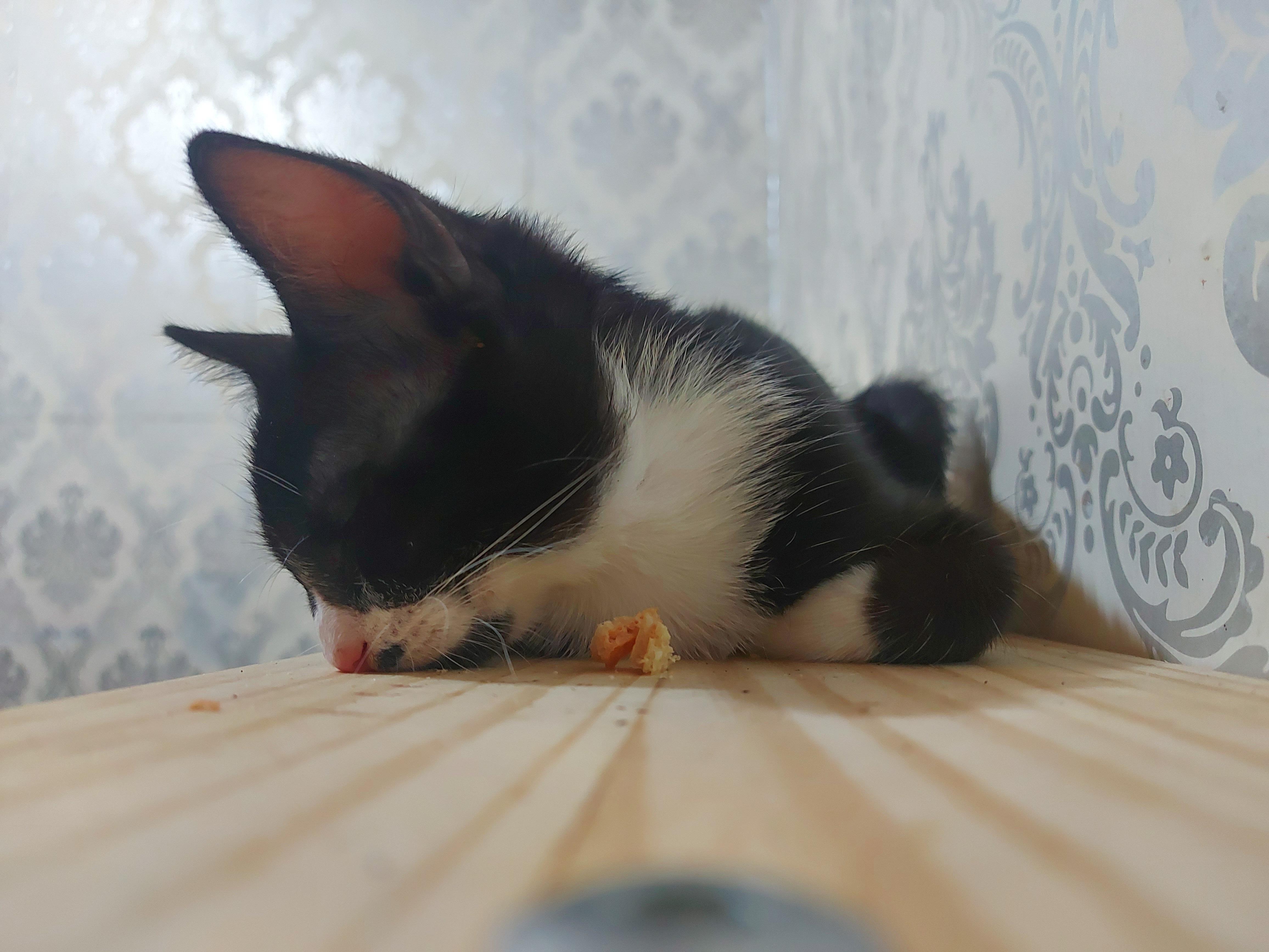 She fell asleep like this while eating her wafers | Scrolller