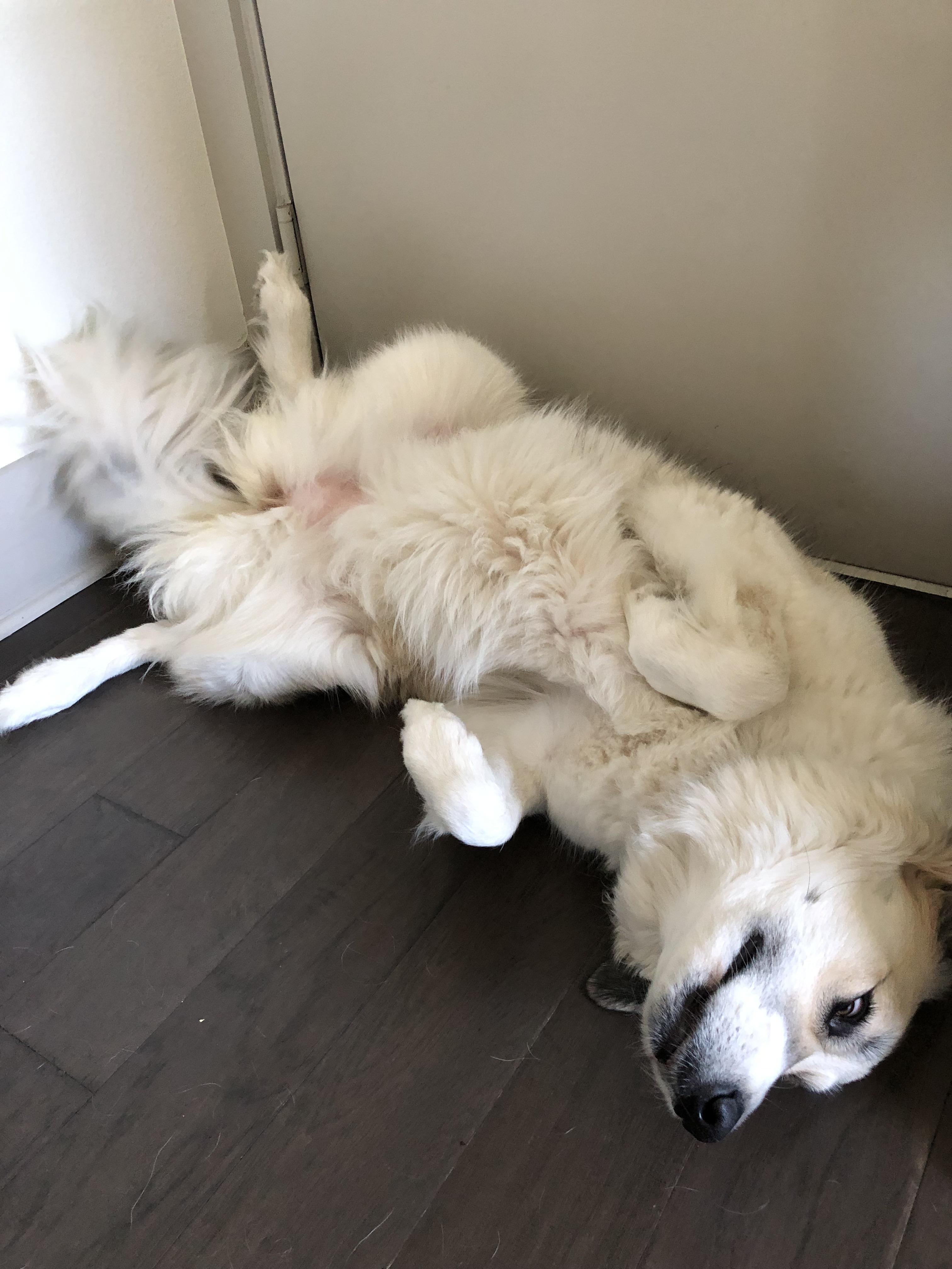 She guards the front door with tail wags | Scrolller