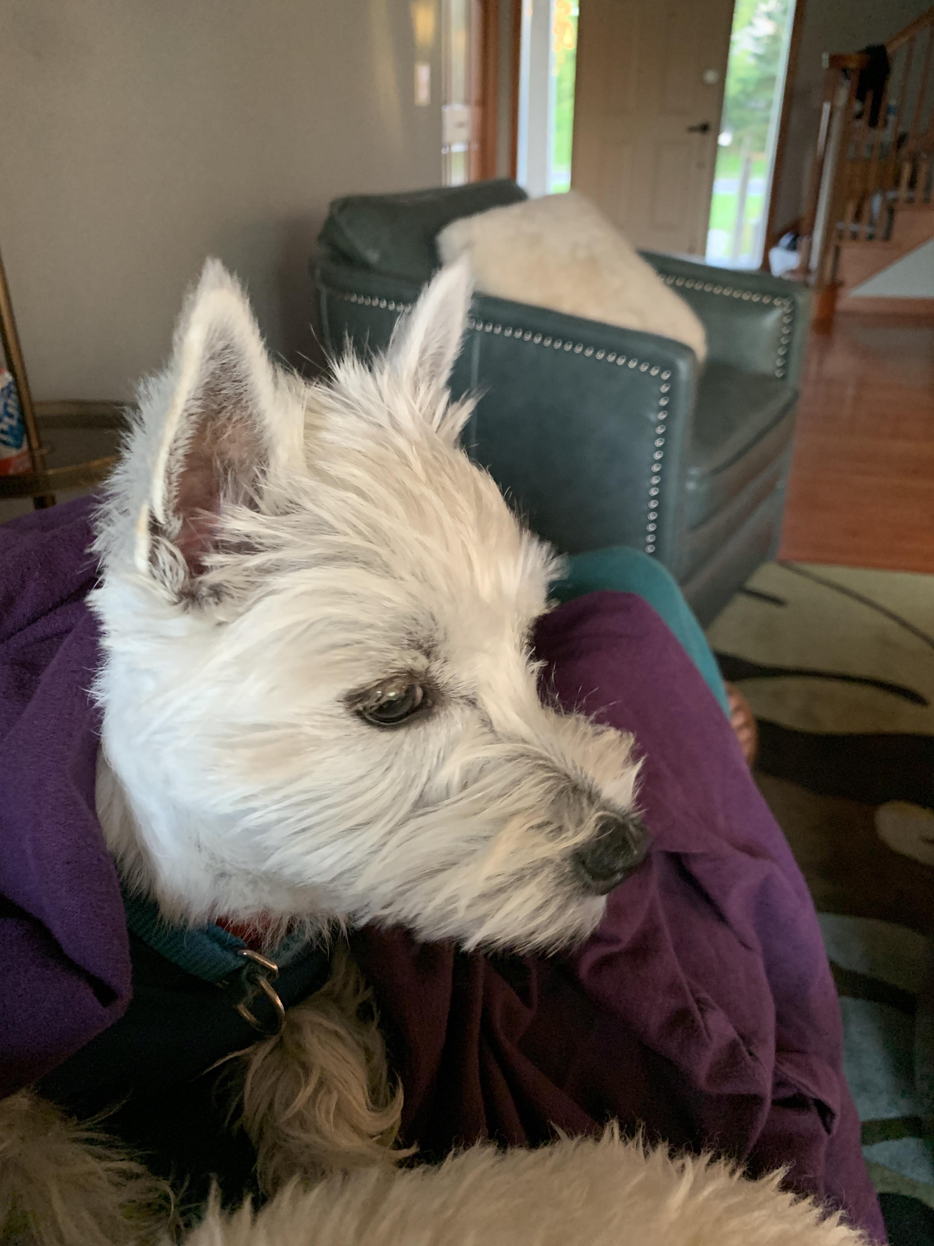 She had her lady bits removed yesterday, she’s very snuggly this morning.. | Scrolller