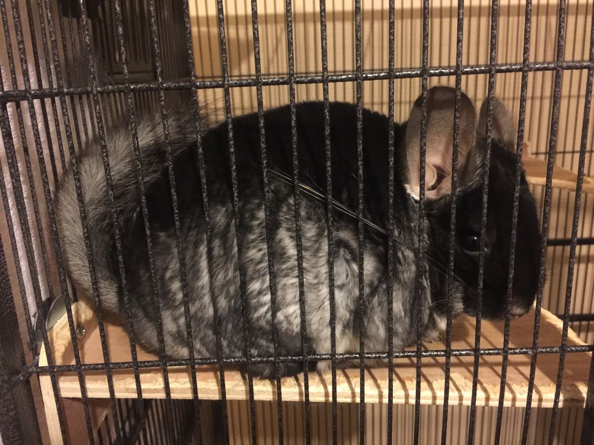 She is just so fluffy | Scrolller