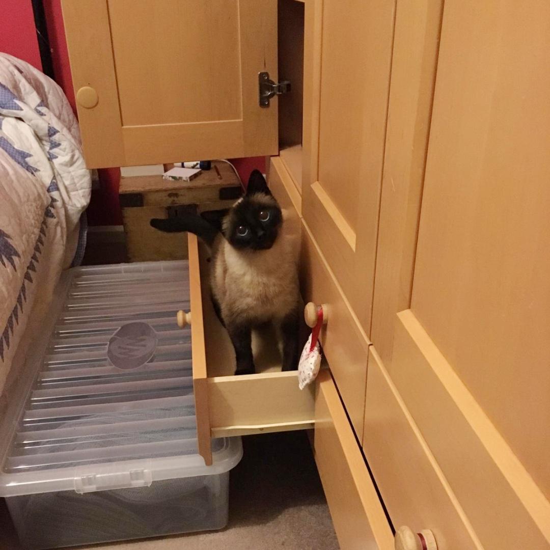 She just wants to help with packing | Scrolller