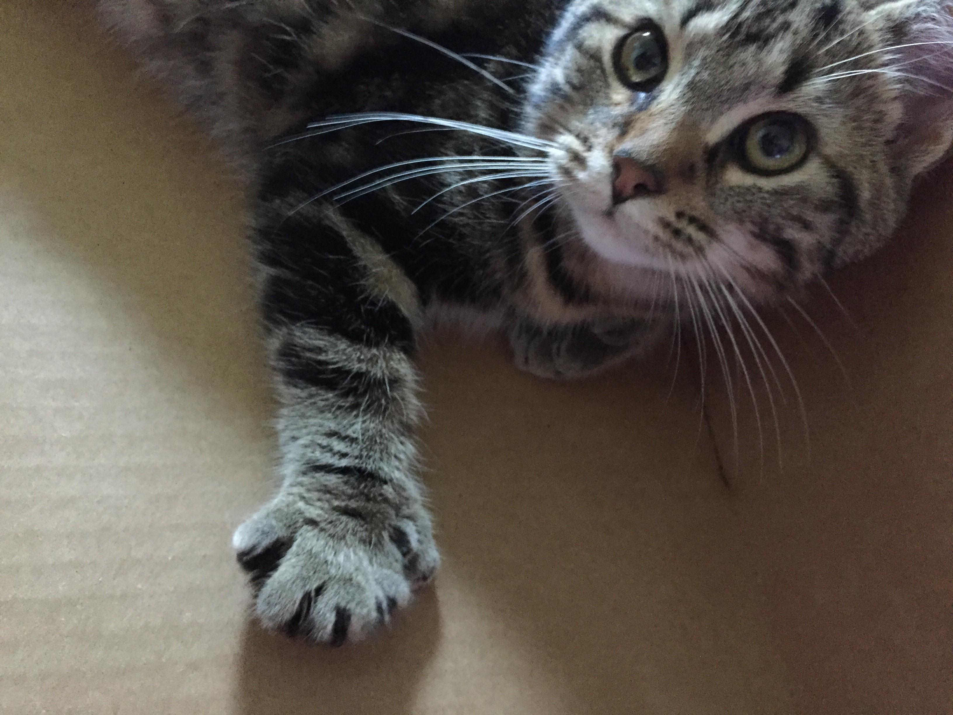 She likes to grab things | Scrolller