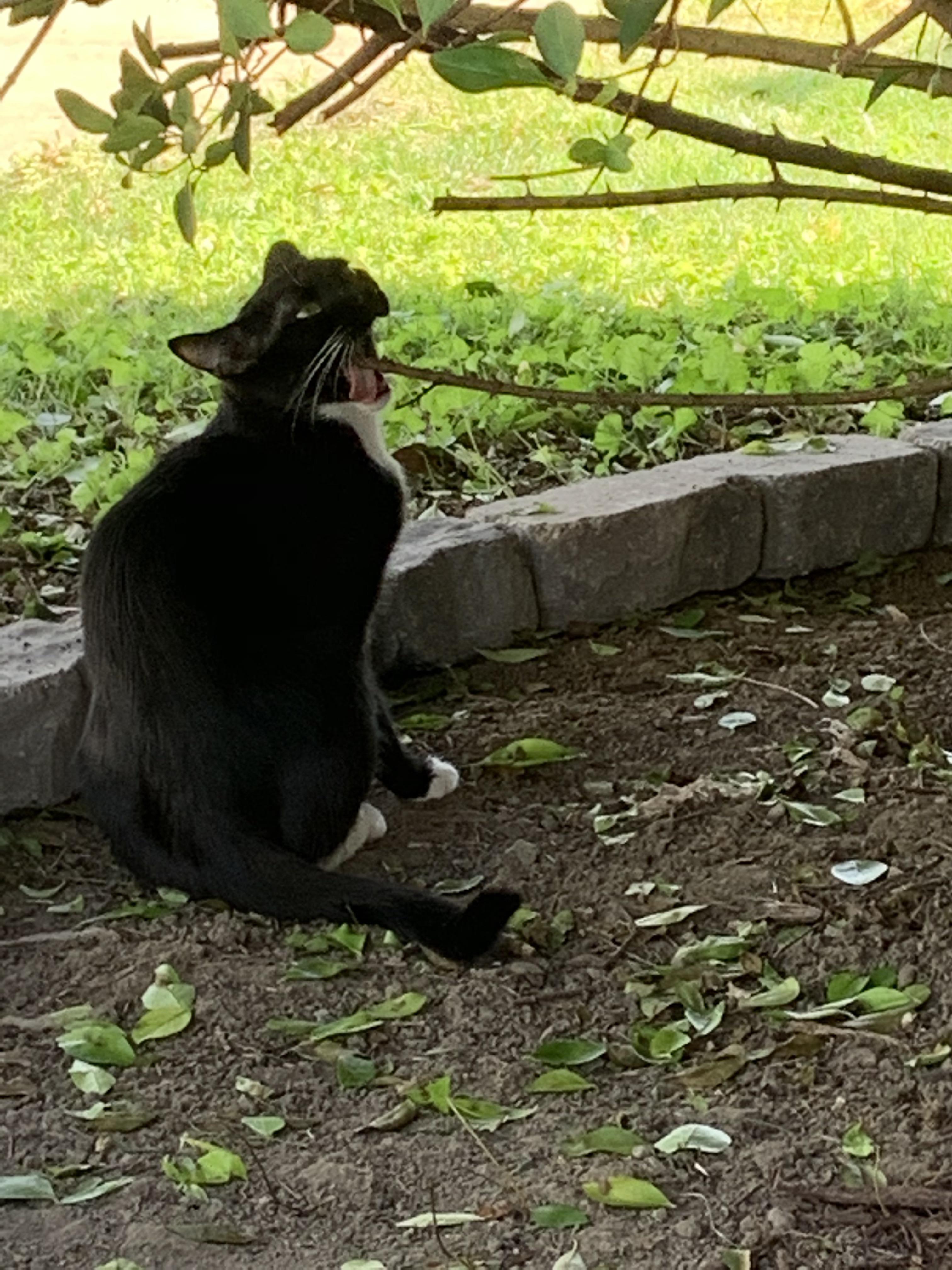 She likes to lick her toys. | Scrolller