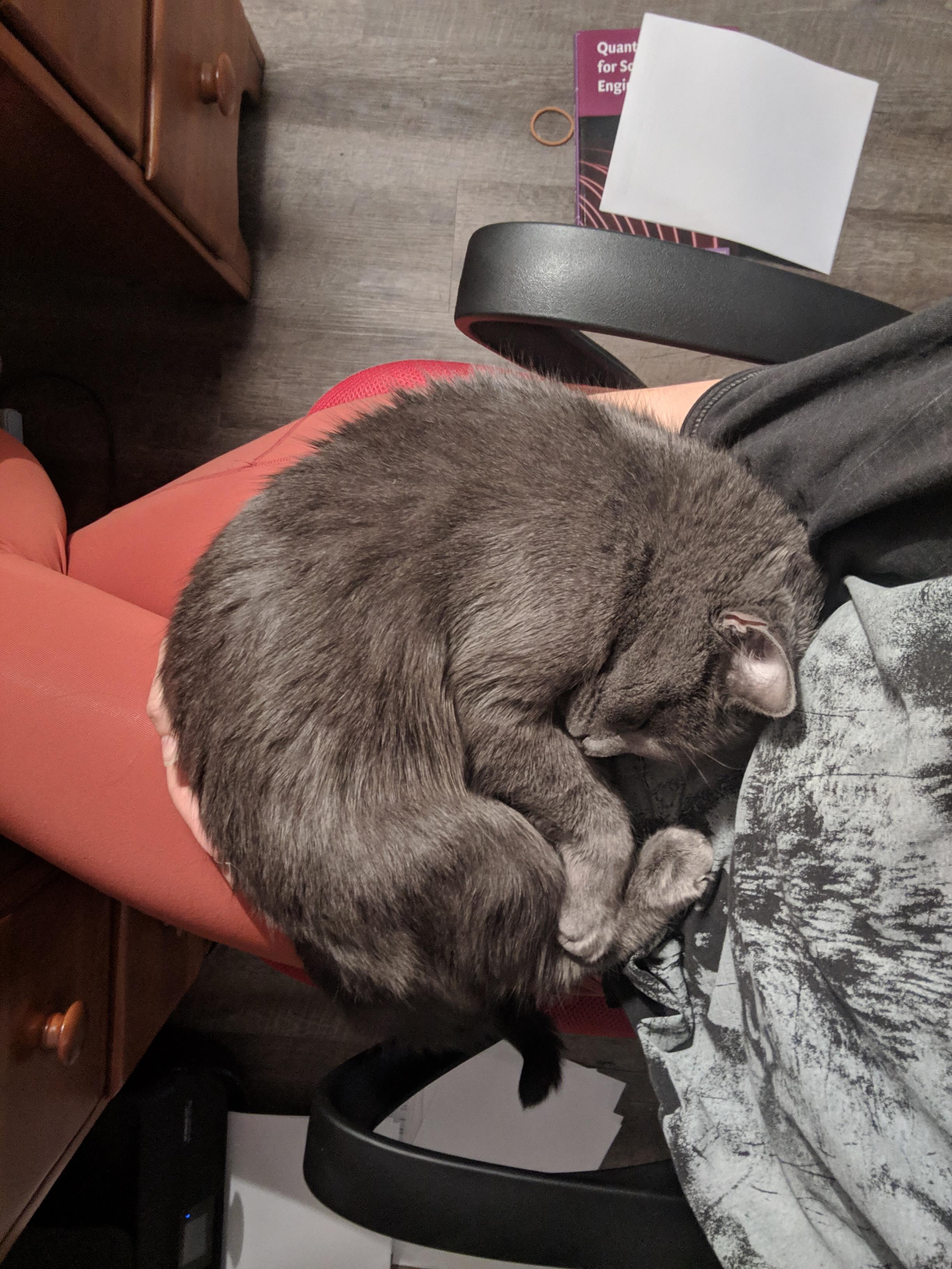 She likes to nap on me, especially when I'm trying to get work done | Scrolller