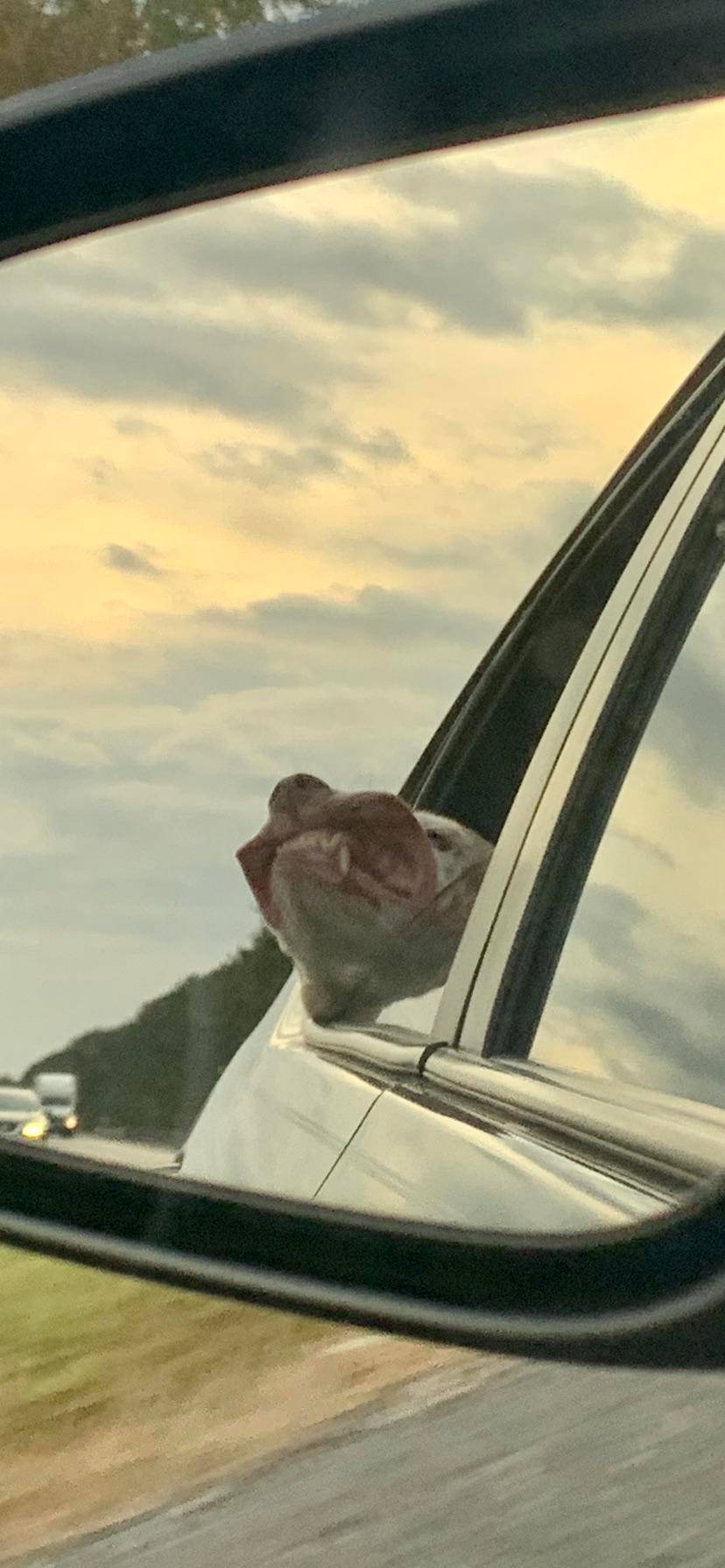 She loves car rides | Scrolller