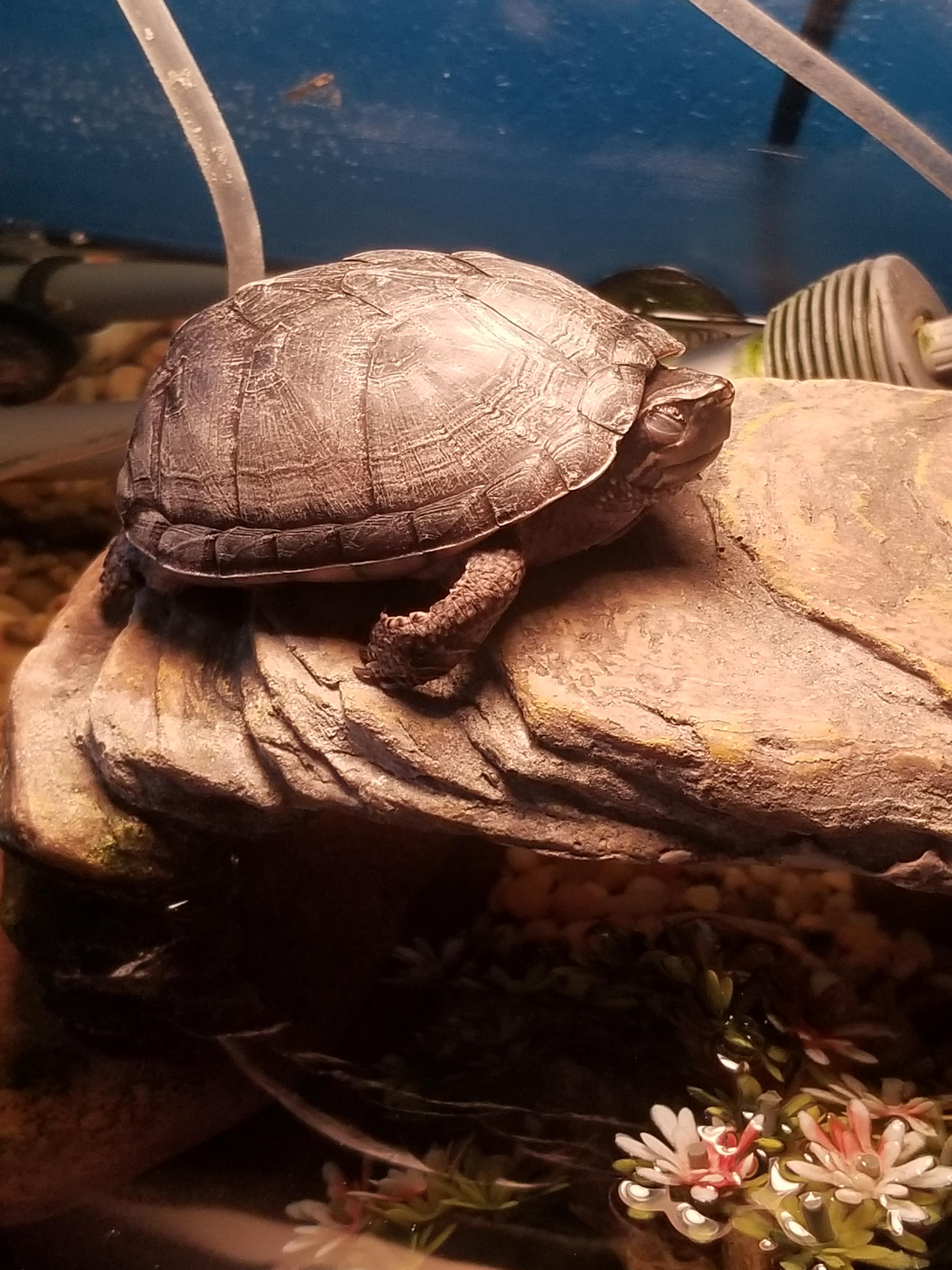 She loves taking naps on the basking spot. | Scrolller