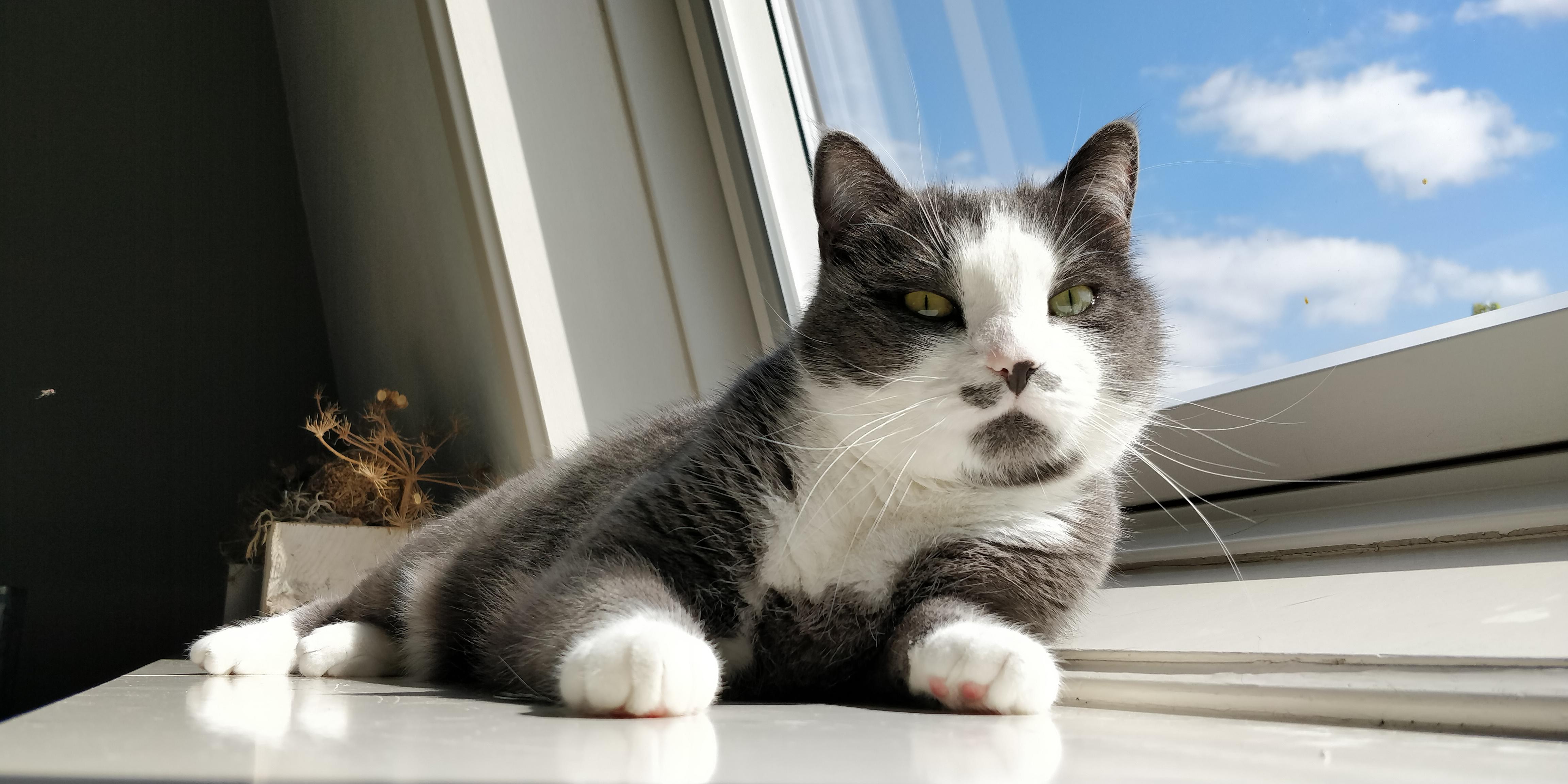 She makes a nice kitler | Scrolller