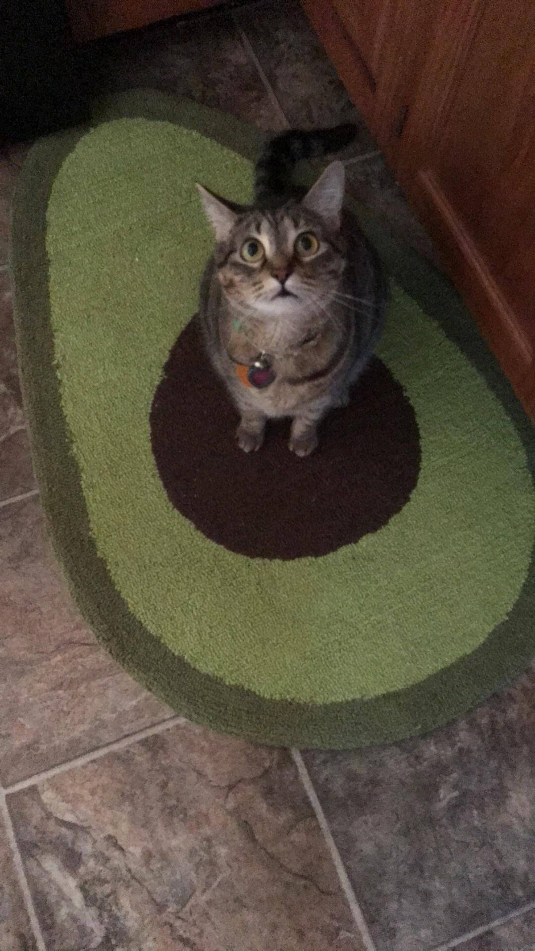 She only sits in the pit of the avocado mat. | Scrolller