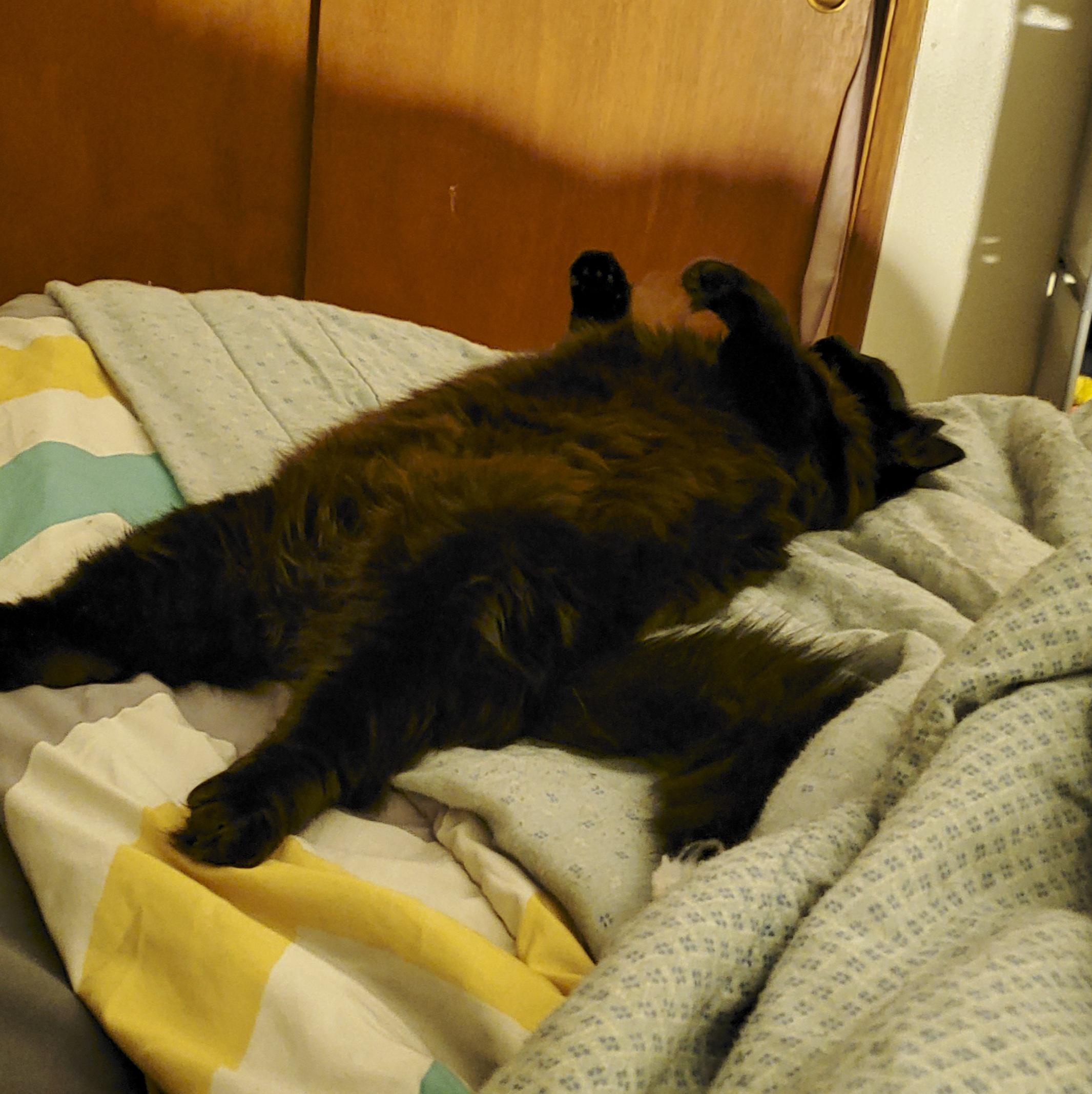 She really does sleep like this! | Scrolller