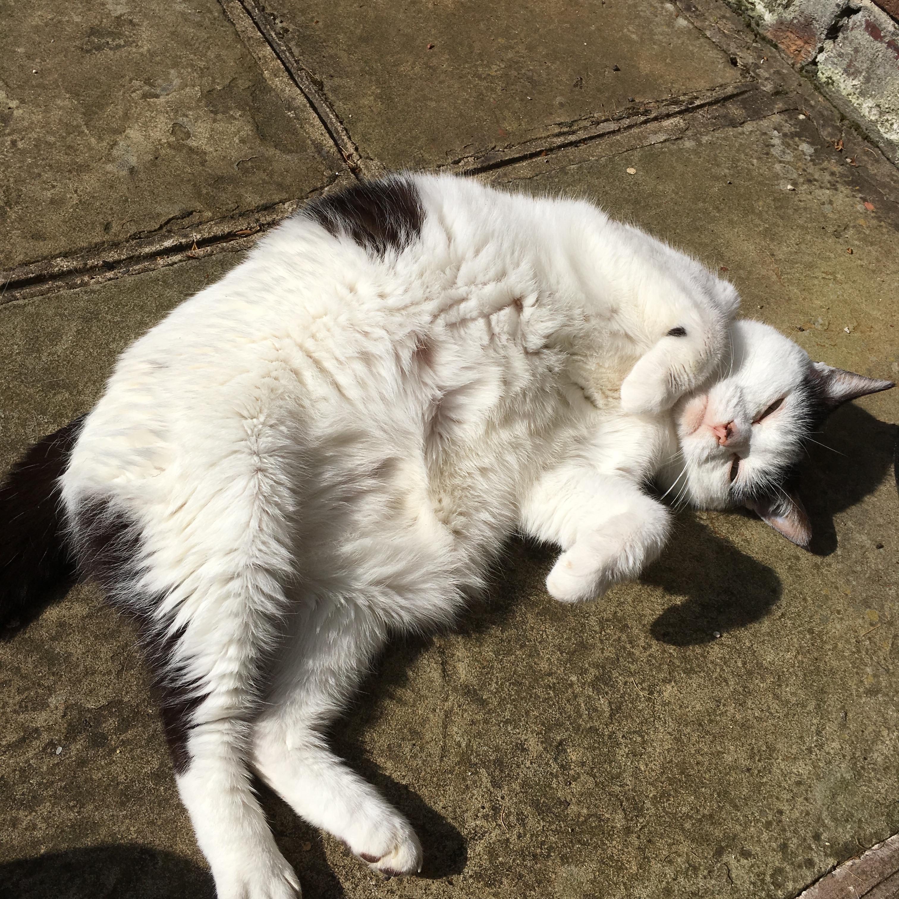 She’s a chonky gal | Scrolller