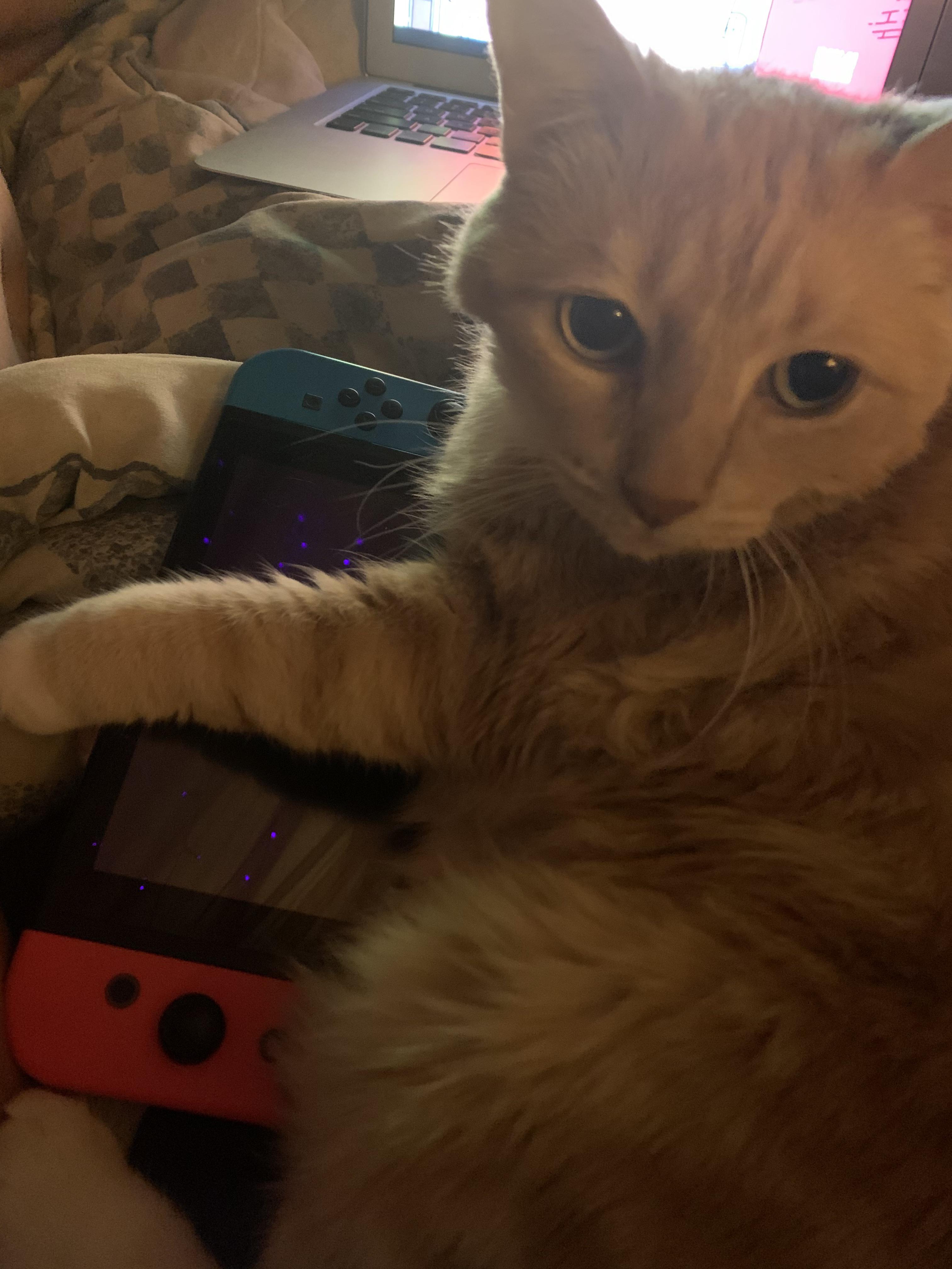 Shes A Gamer Scrolller