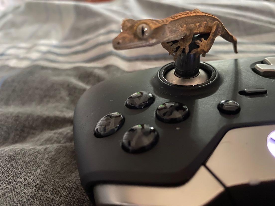 Shes A Gamer Girl Scrolller