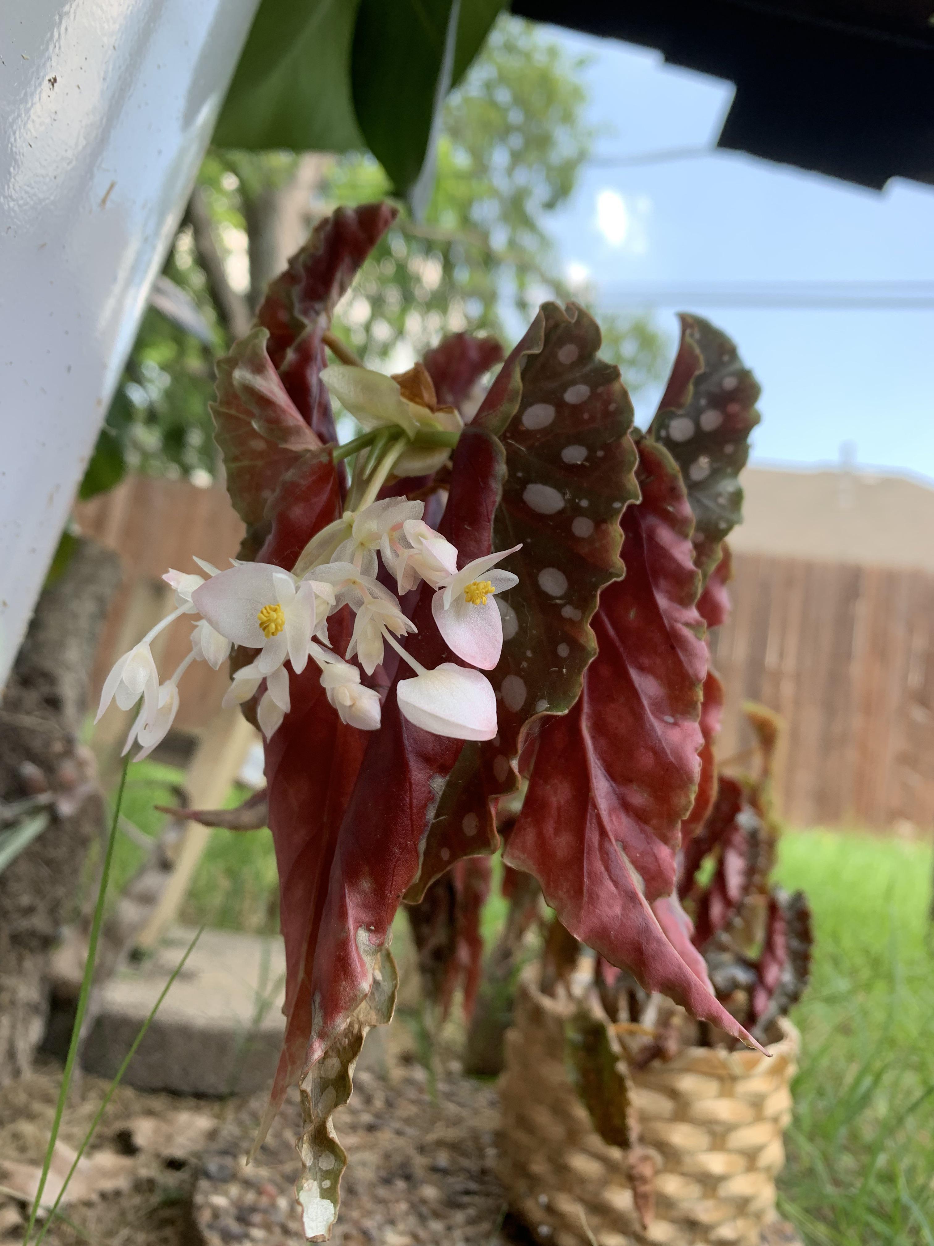 She’s flowering again !!! | Scrolller