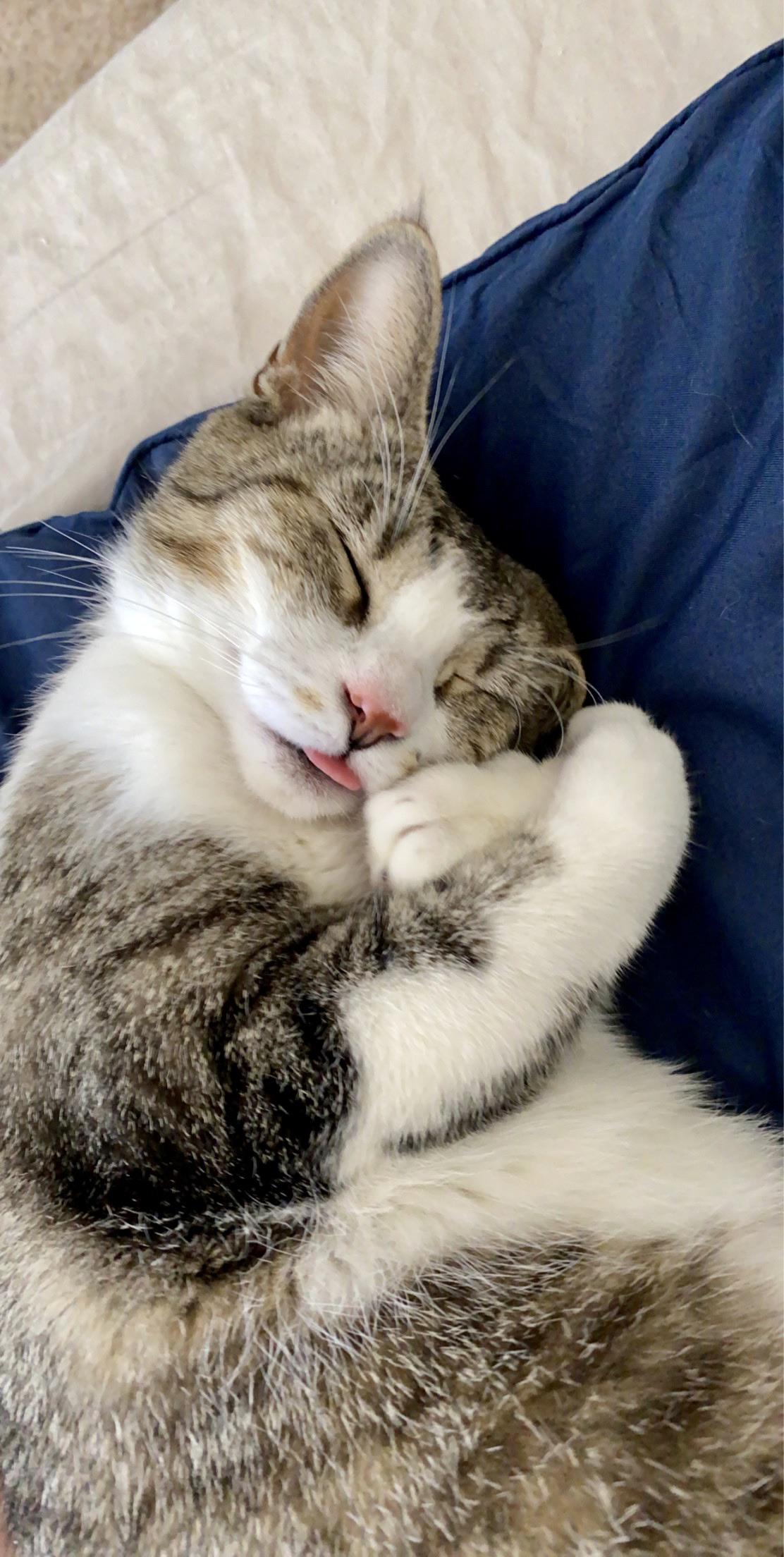 She’s hugging herself AND blepping | Scrolller