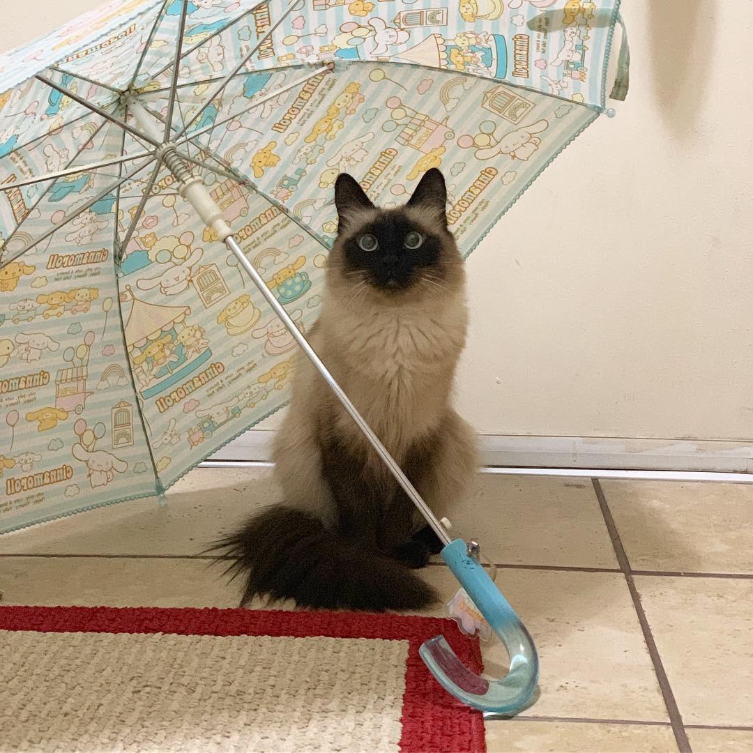 she scuttled up to the umbrella and posed like this. | Scrolller