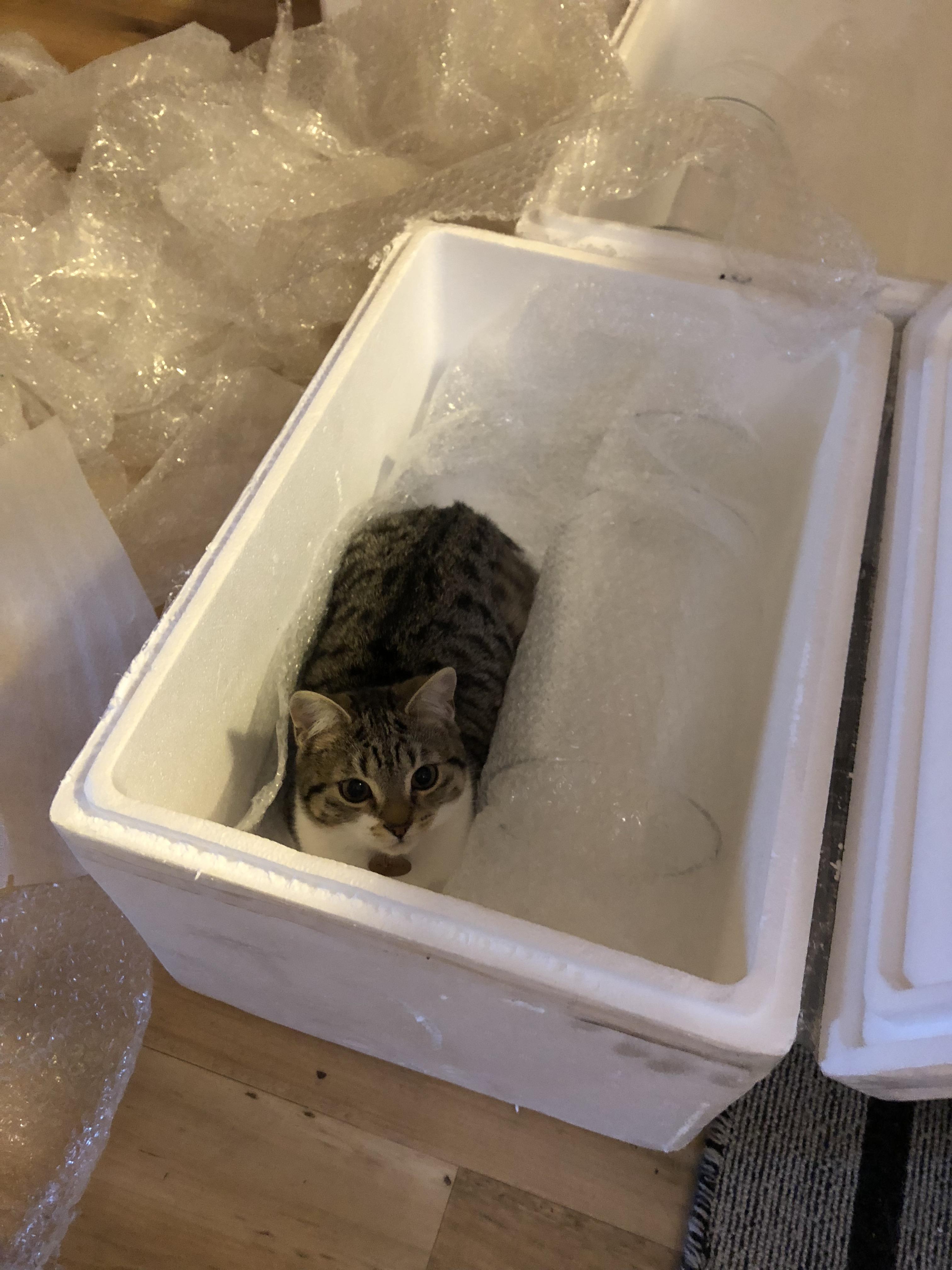 She smol. She trapped. | Scrolller