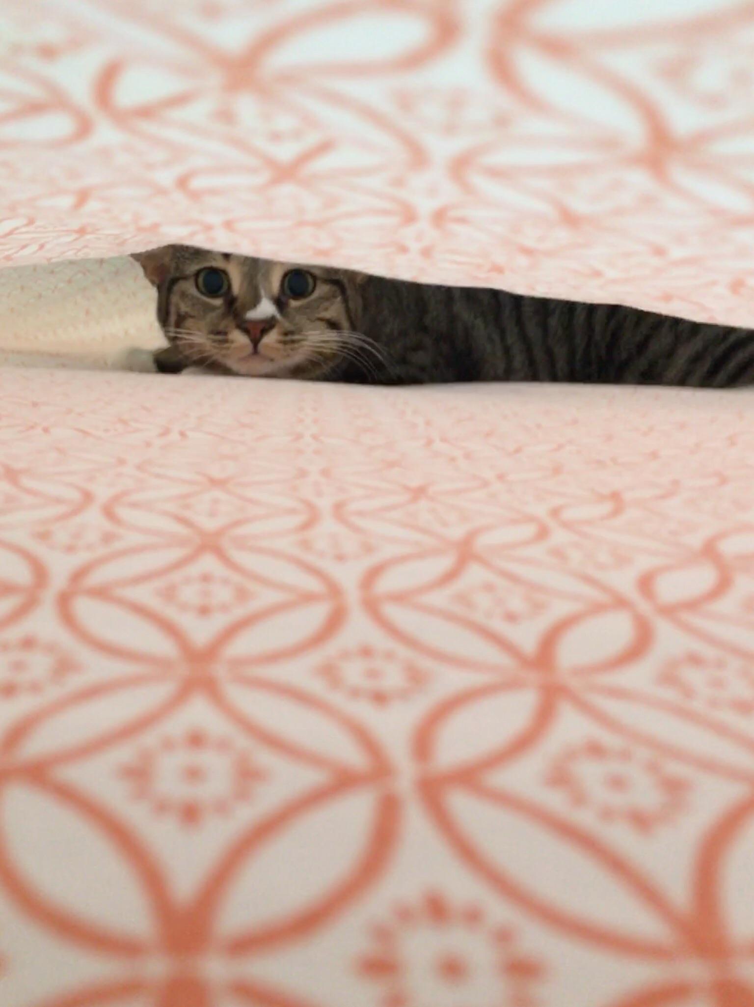 She sneak, she attack! | Scrolller