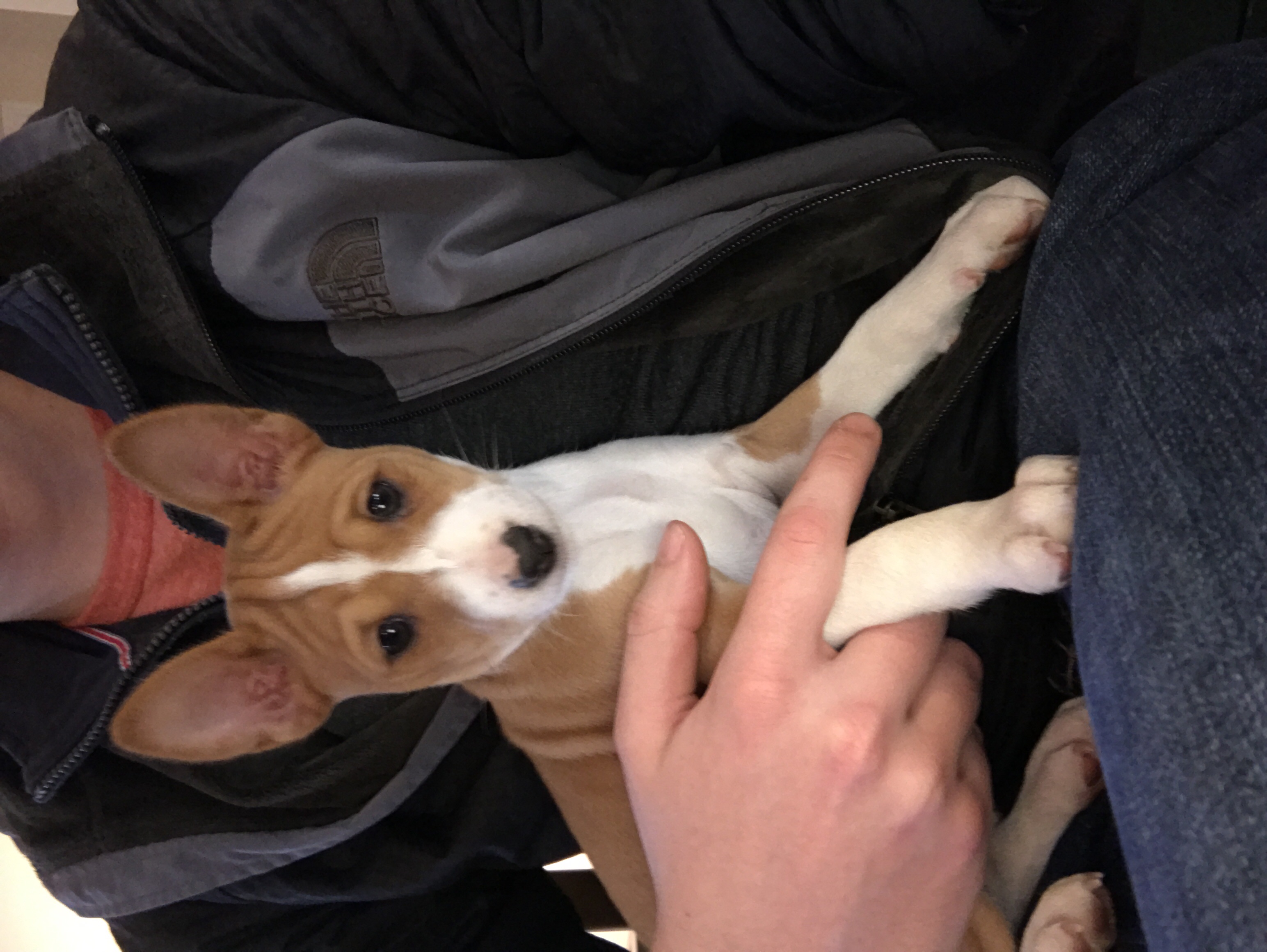 She stole all the white from her siblings 🙈 meet Mia | Scrolller