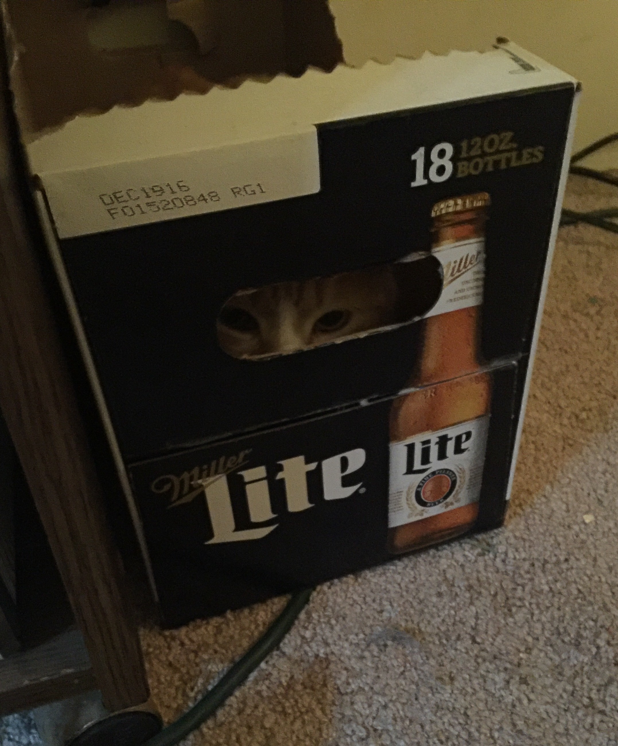 She thinks inside the box. (x-post r/cats) | Scrolller