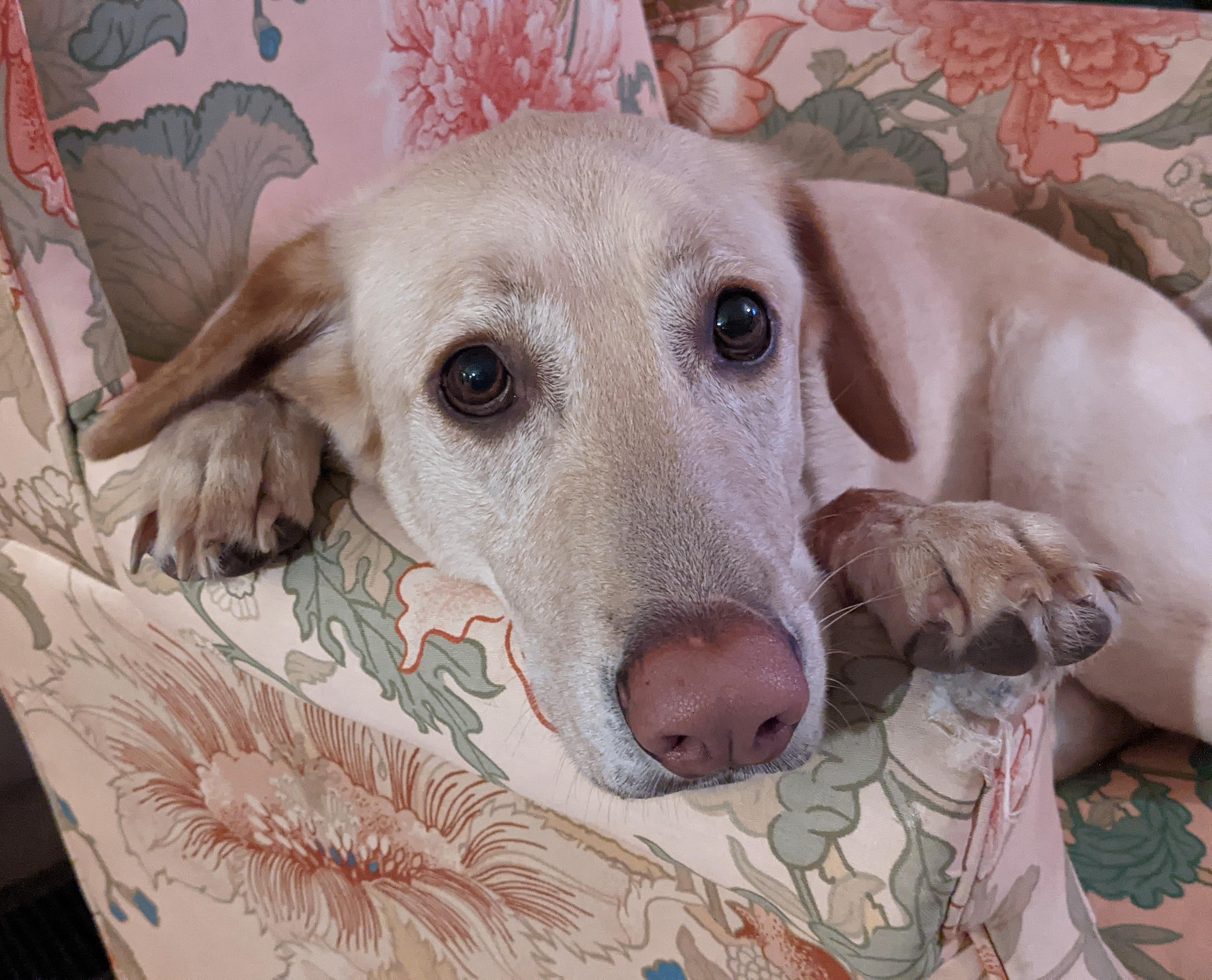 She was wagging her tail like crazy while I took this one | Scrolller