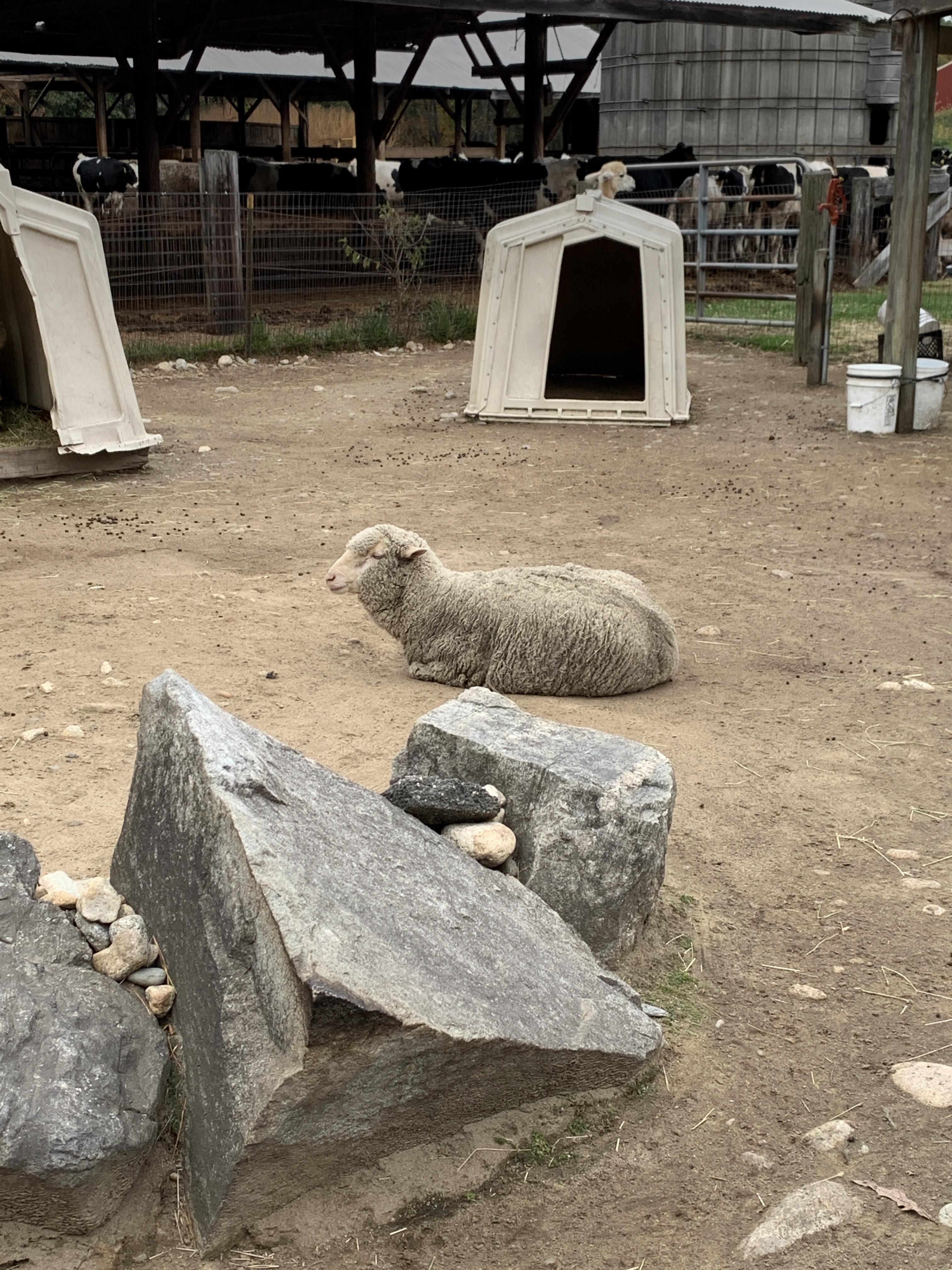 Sheep loaf | Scrolller
