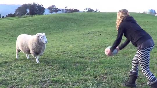 Sheep Playing Rugby | Scrolller
