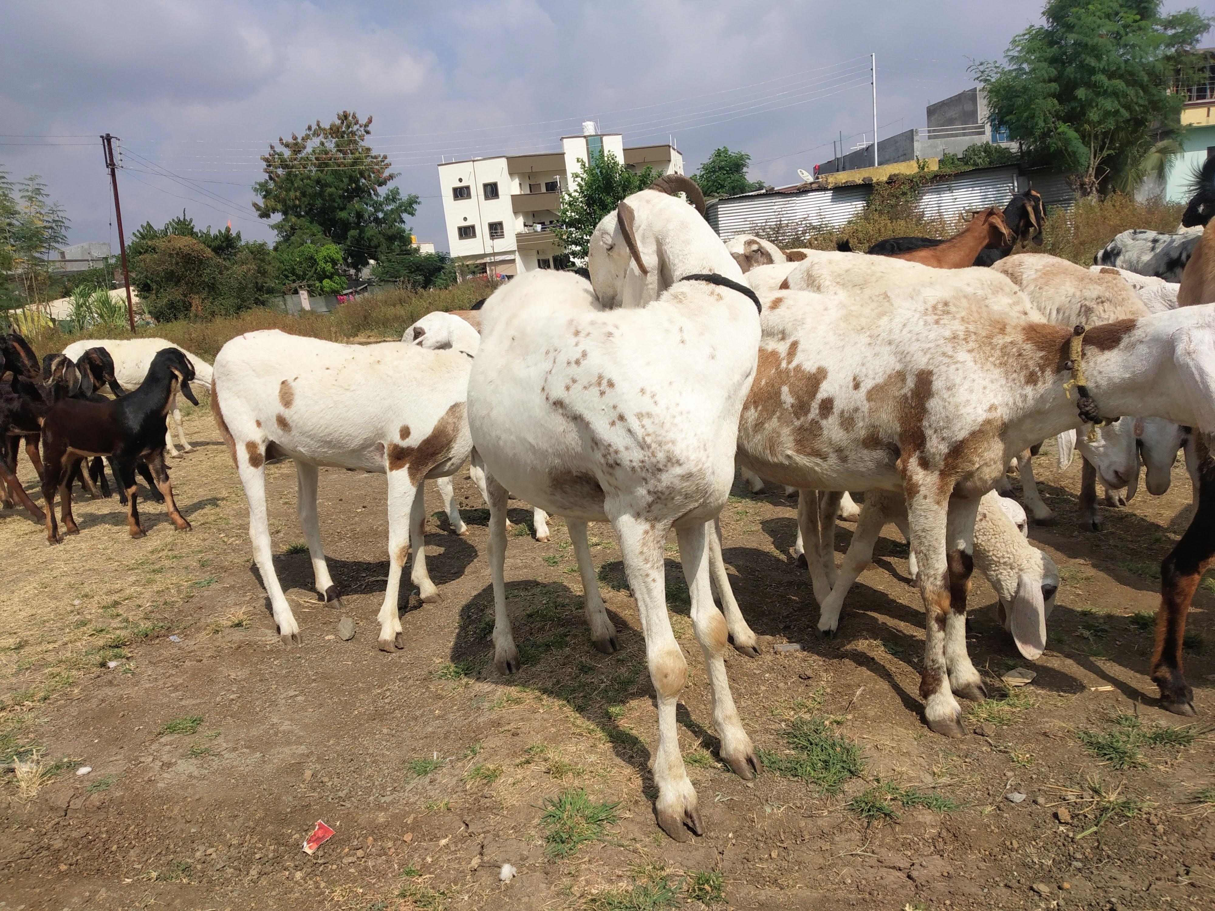 Sheep with horns.. | Scrolller