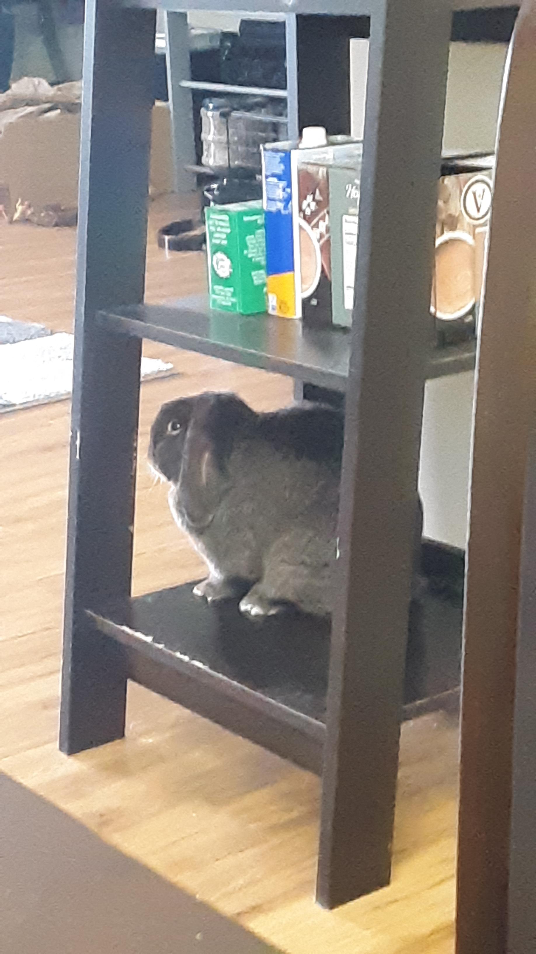 Shelf rabbit | Scrolller