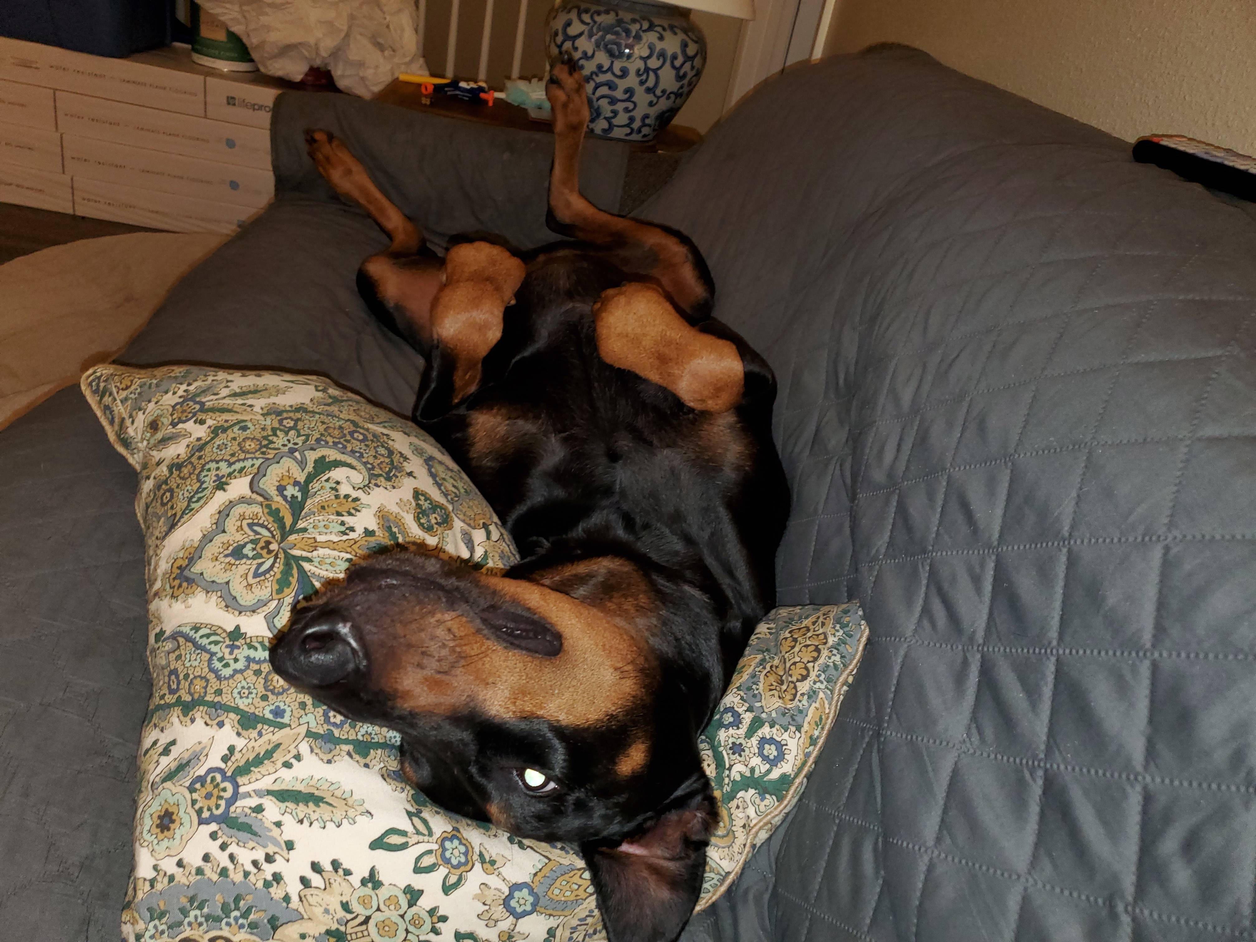 Shelter at Home day 20 | Scrolller