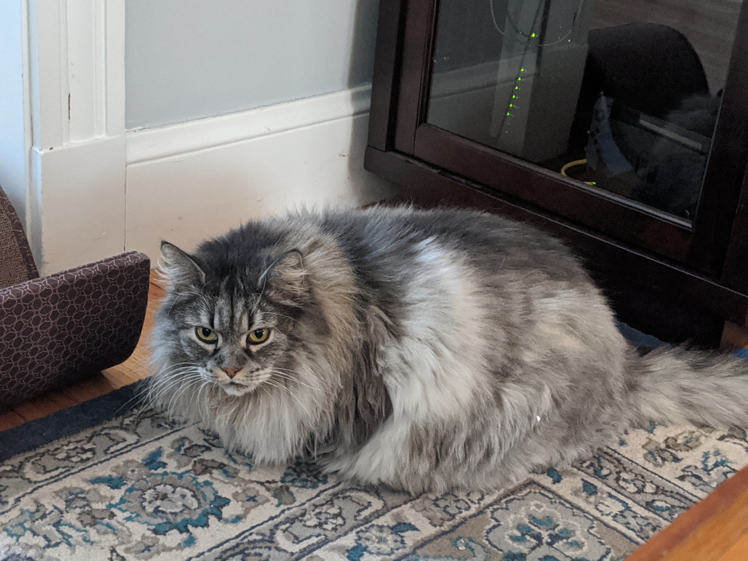 She's a grumpy loaf. | Scrolller