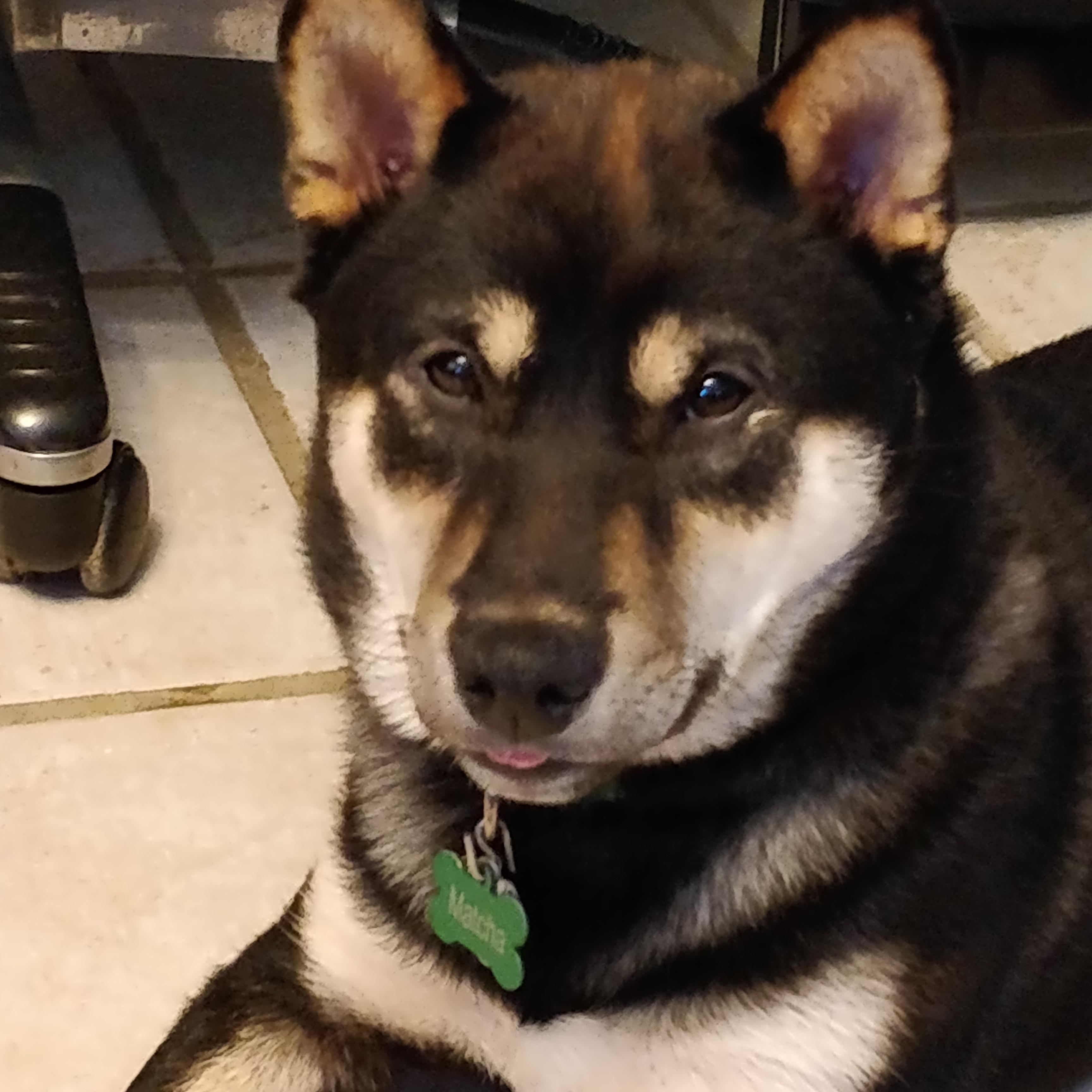 Shiba bloop | Scrolller