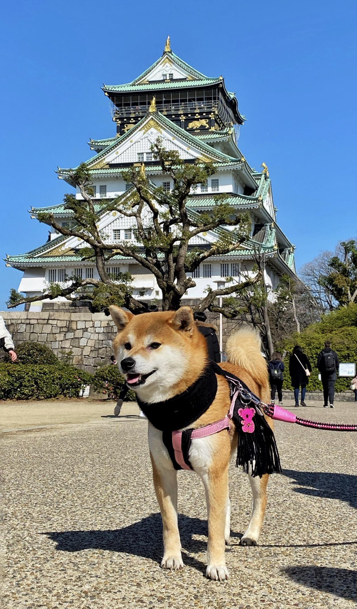 Shiba Inu outside the Osaka Castle | Scrolller
