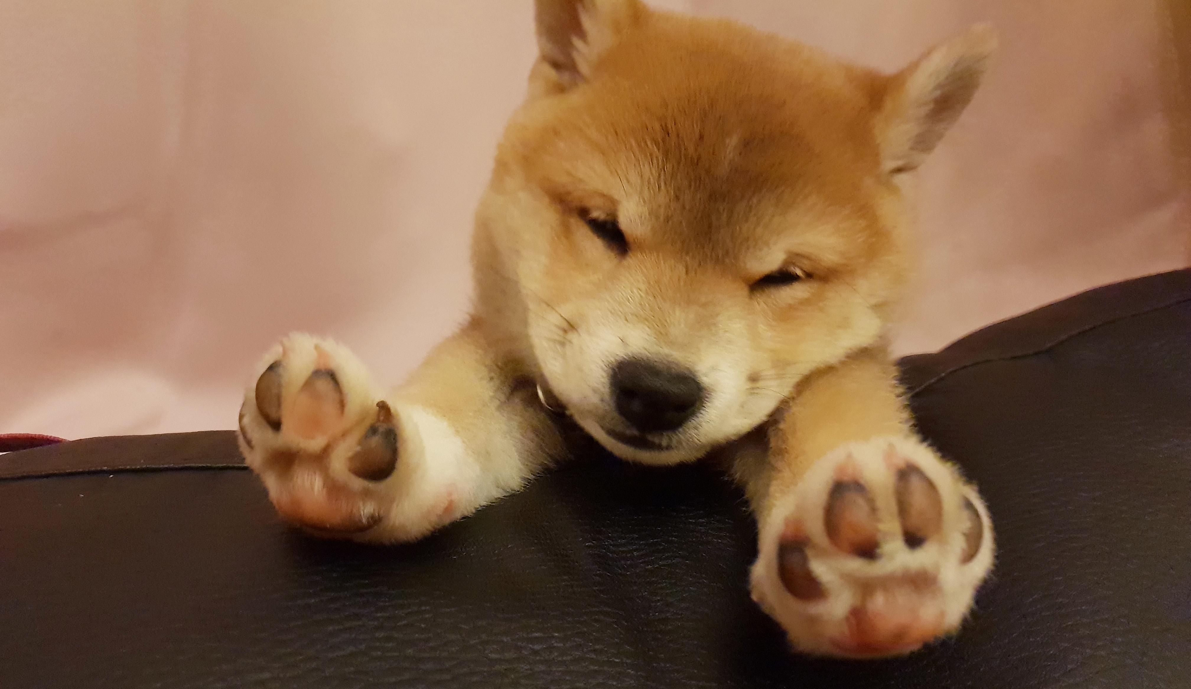 Shiba puppybeans! | Scrolller