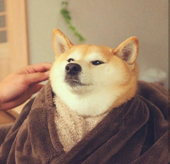 Shibe of great comfort. | Scrolller