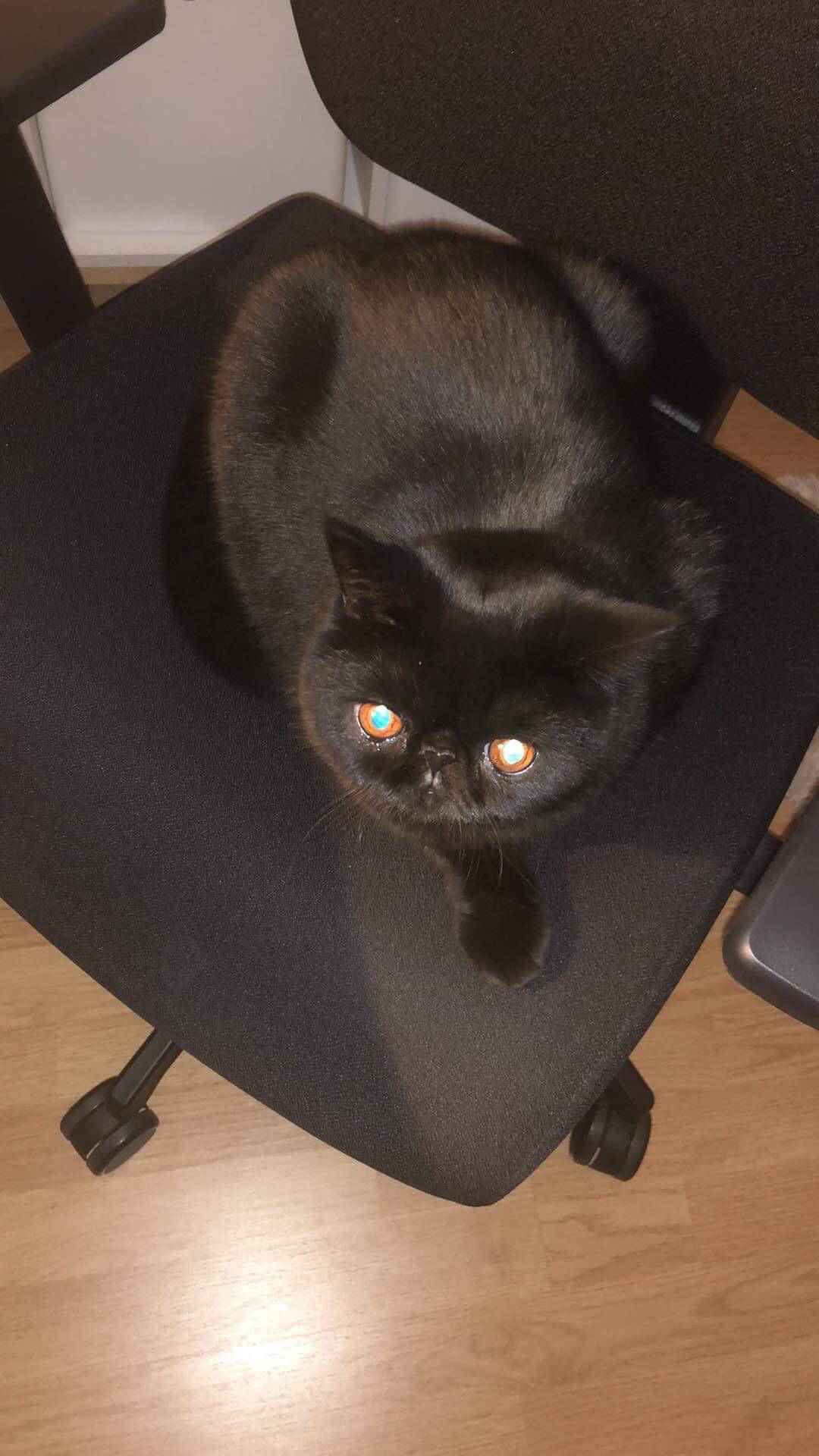 shiny chonker | Scrolller