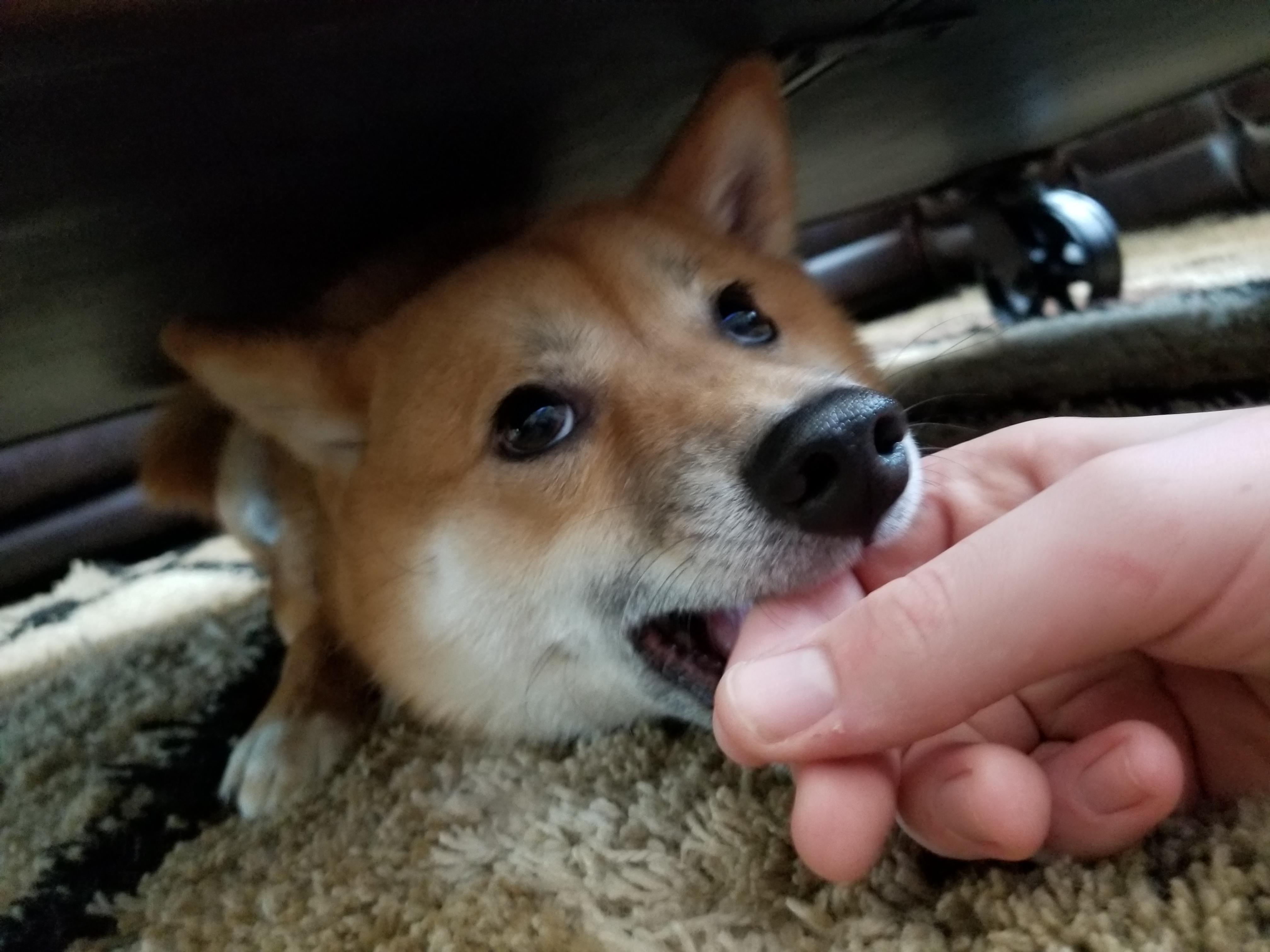 Shobe does a heckin' bite | Scrolller