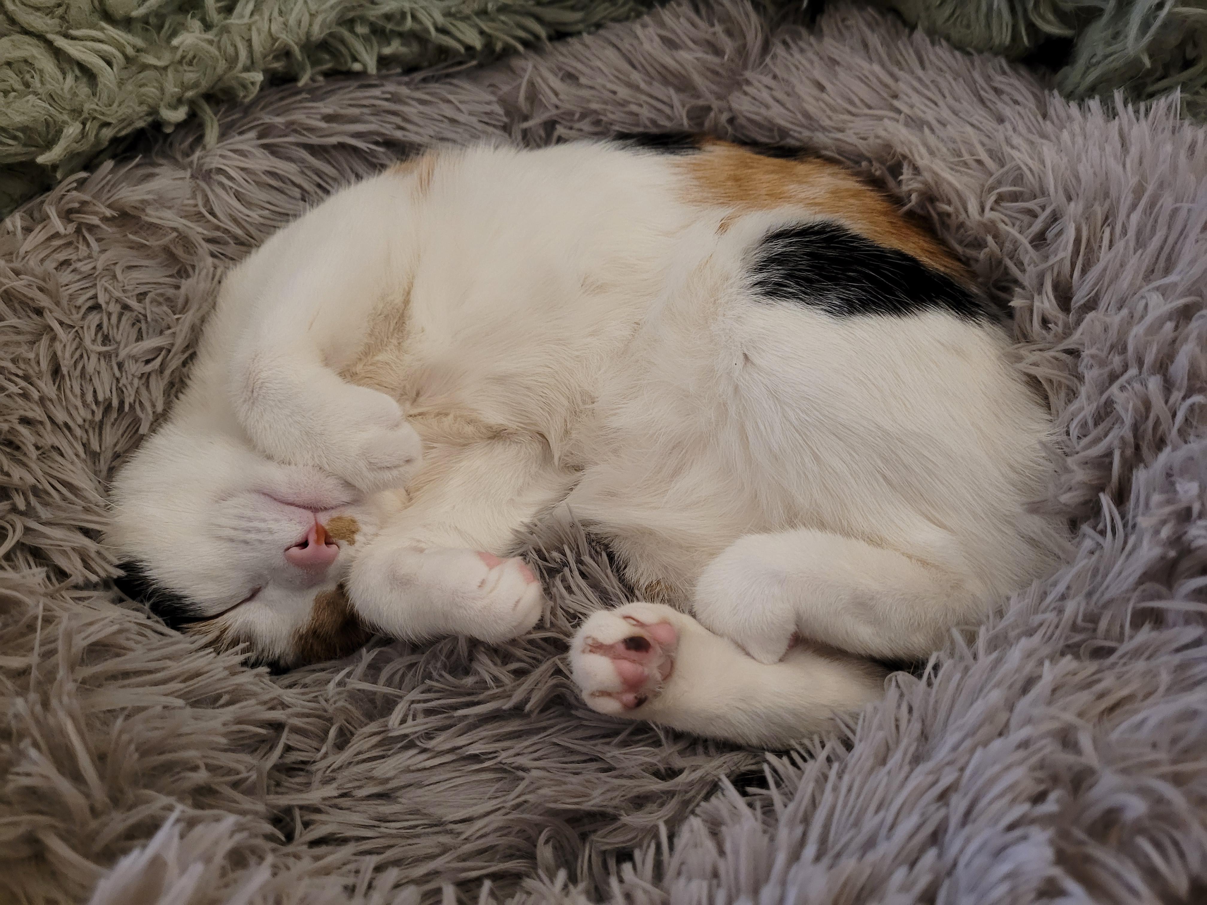 Showing off her calico toe beans! | Scrolller