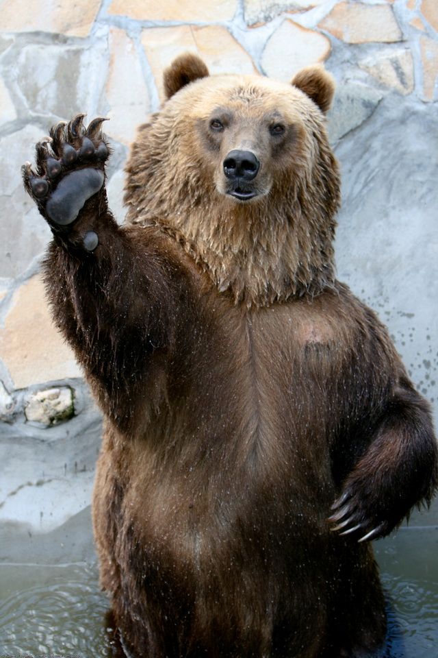 Showing off its awesome claws | Scrolller