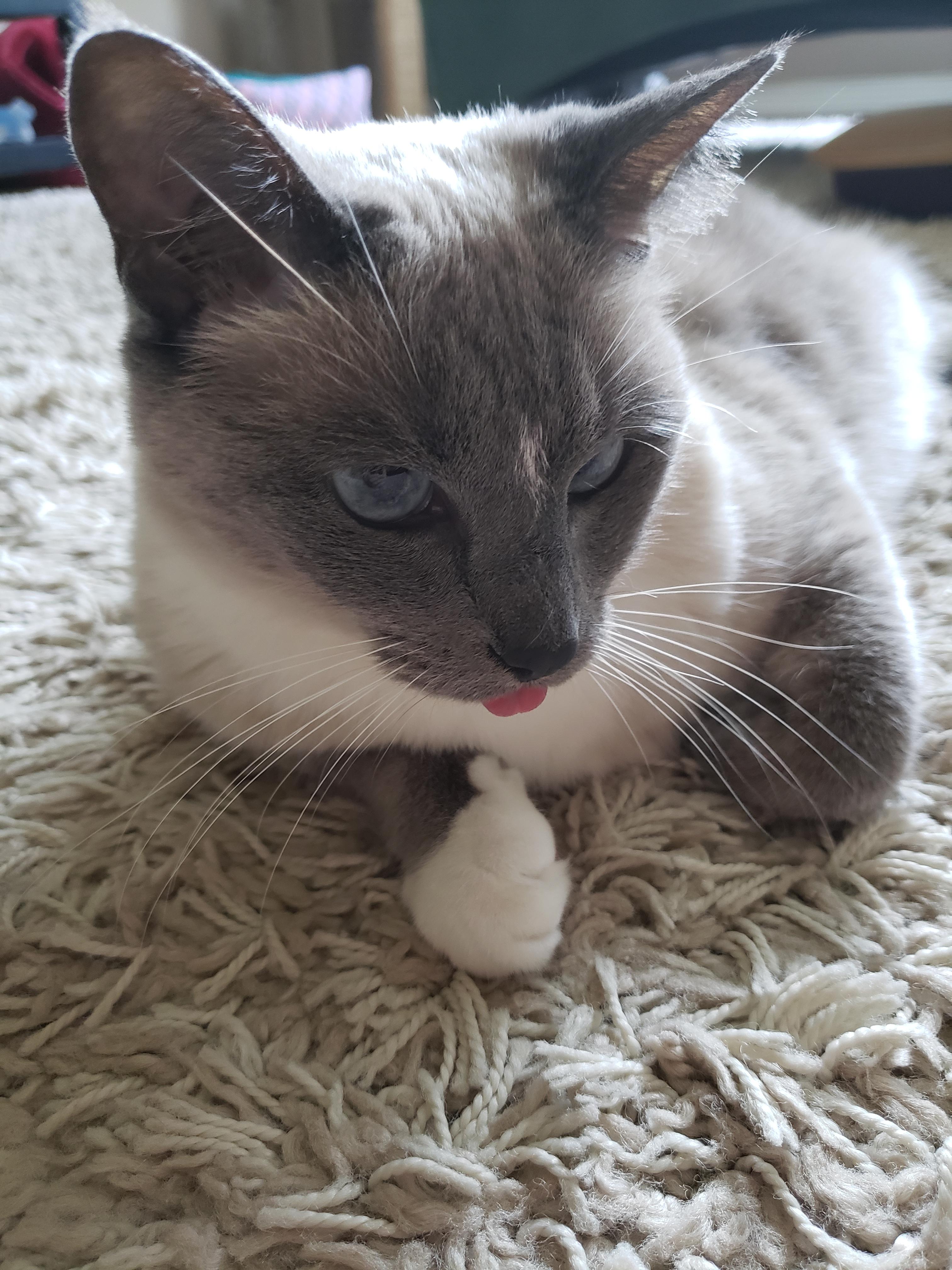Siamese Blep | Scrolller
