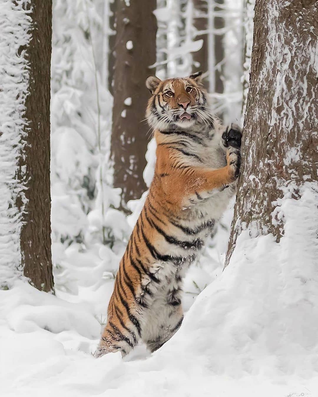 Siberian Tiger | Scrolller